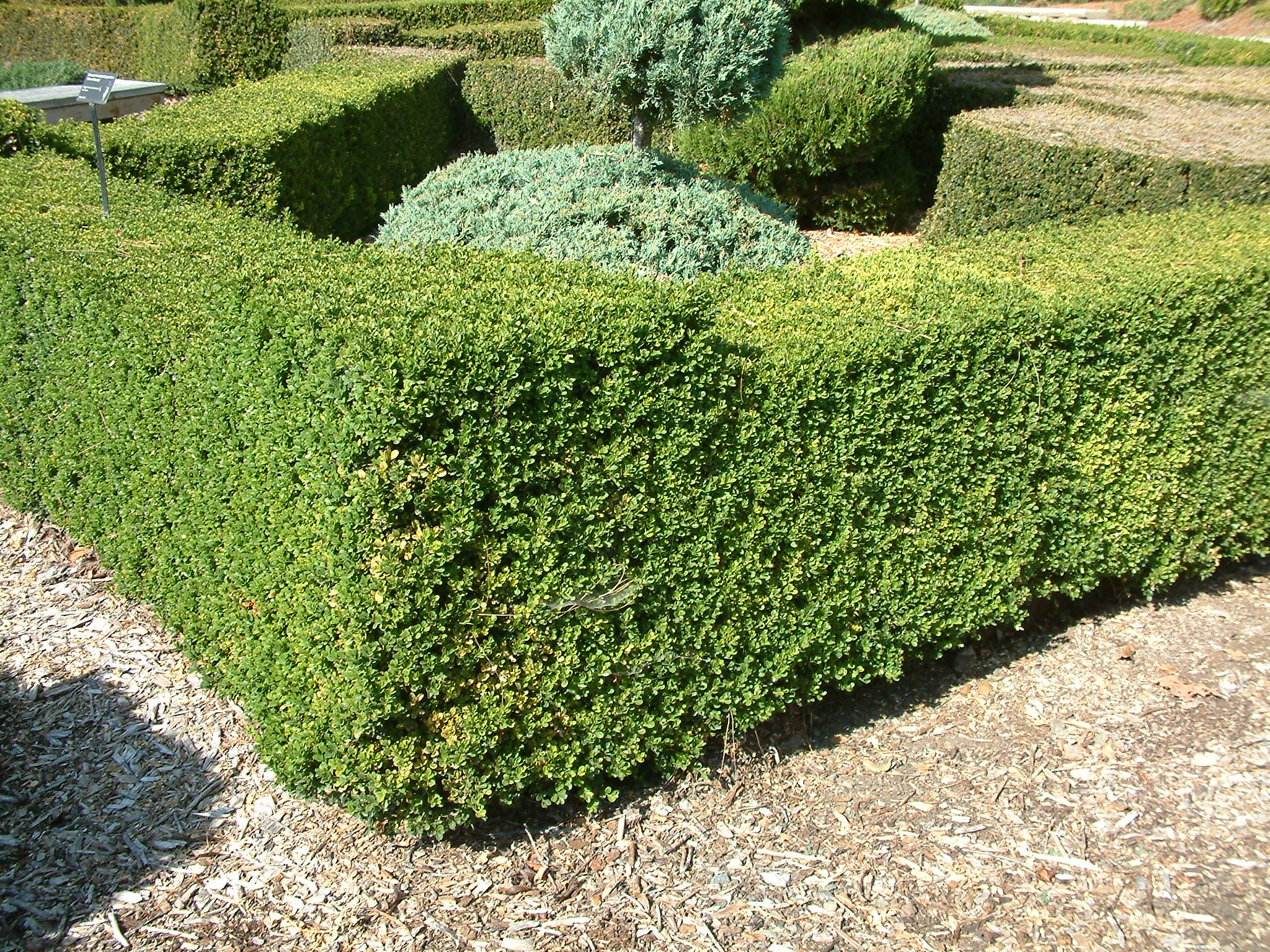 Buxus microphylla japonica