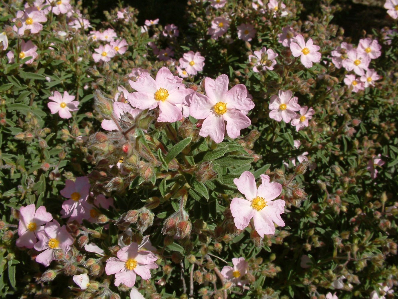 Cistus X skanbergii