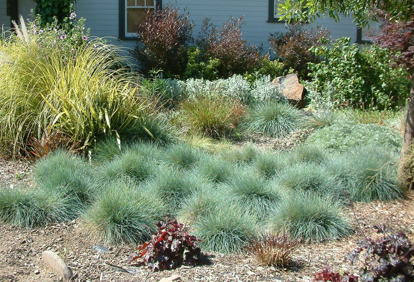 Festuca glauca
