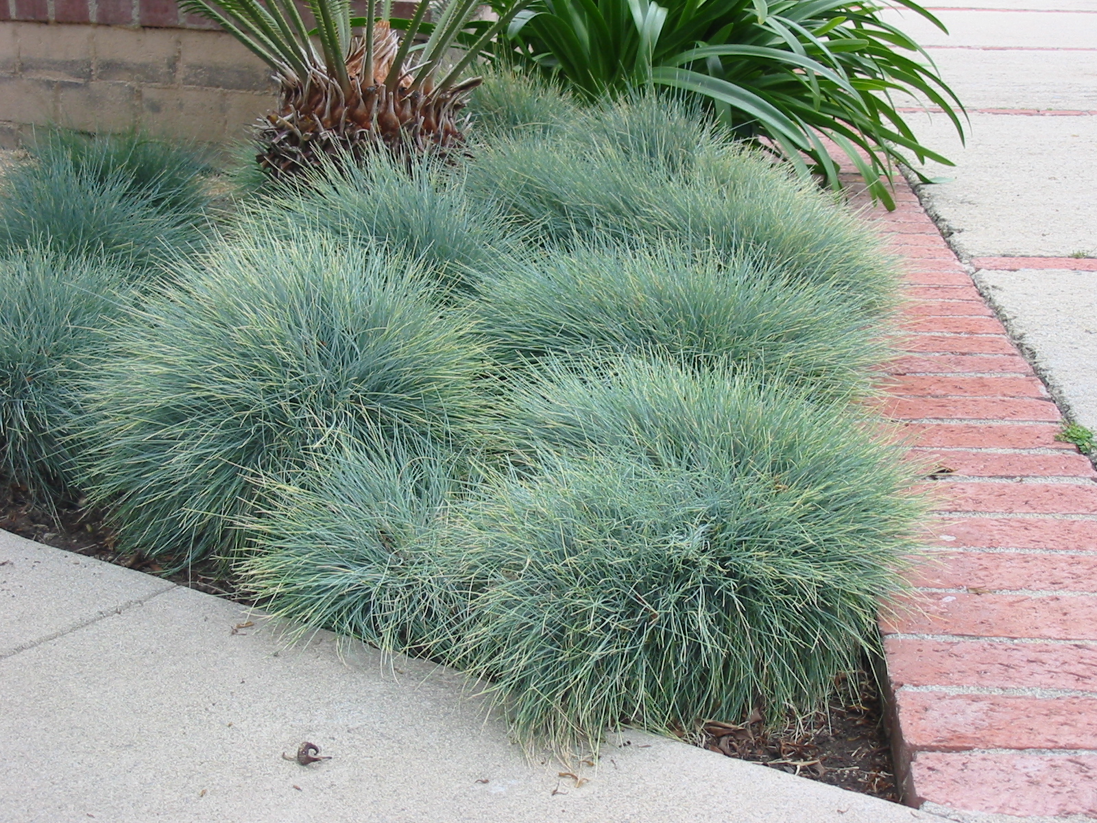 Festuca glauca