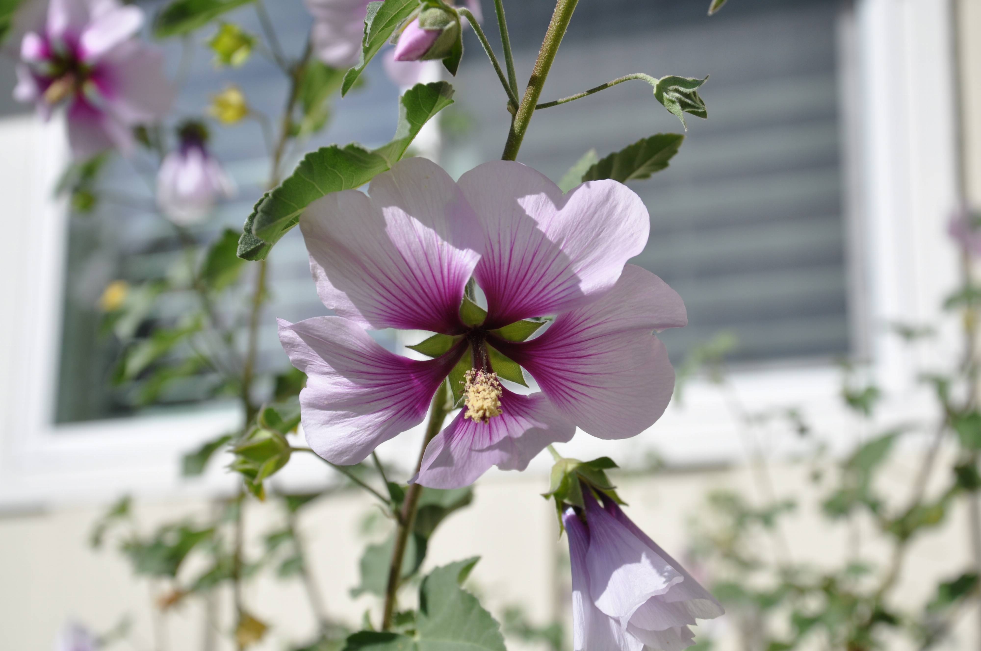 Lavatera maritima
