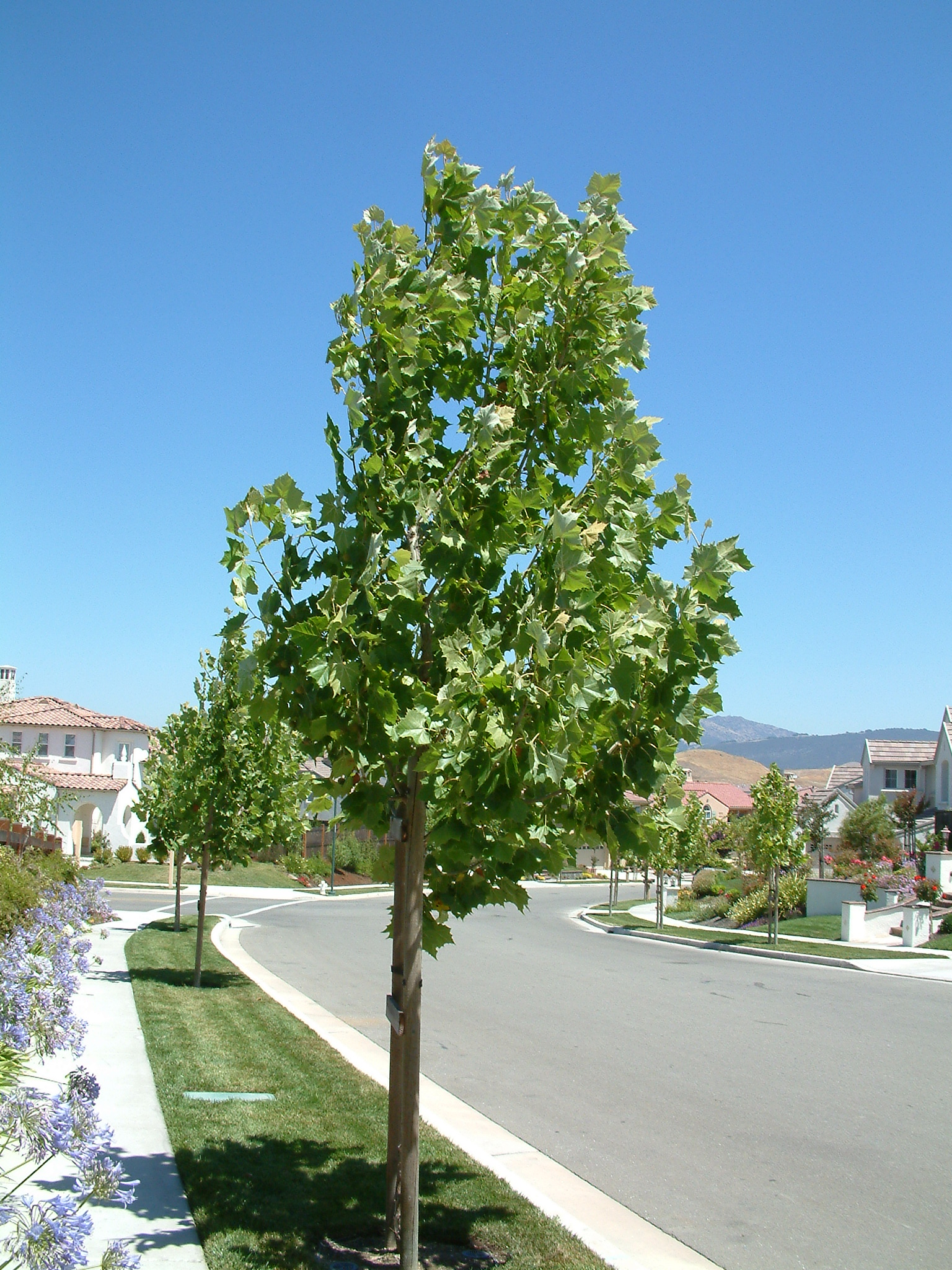 Platanus x hispanica