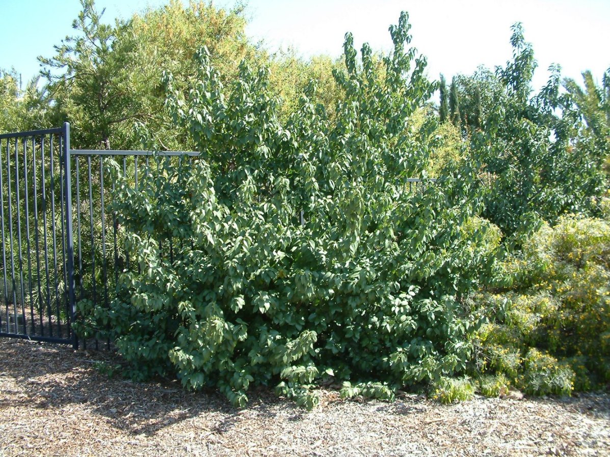 Prunus ilicifolia ssp. lyonii
