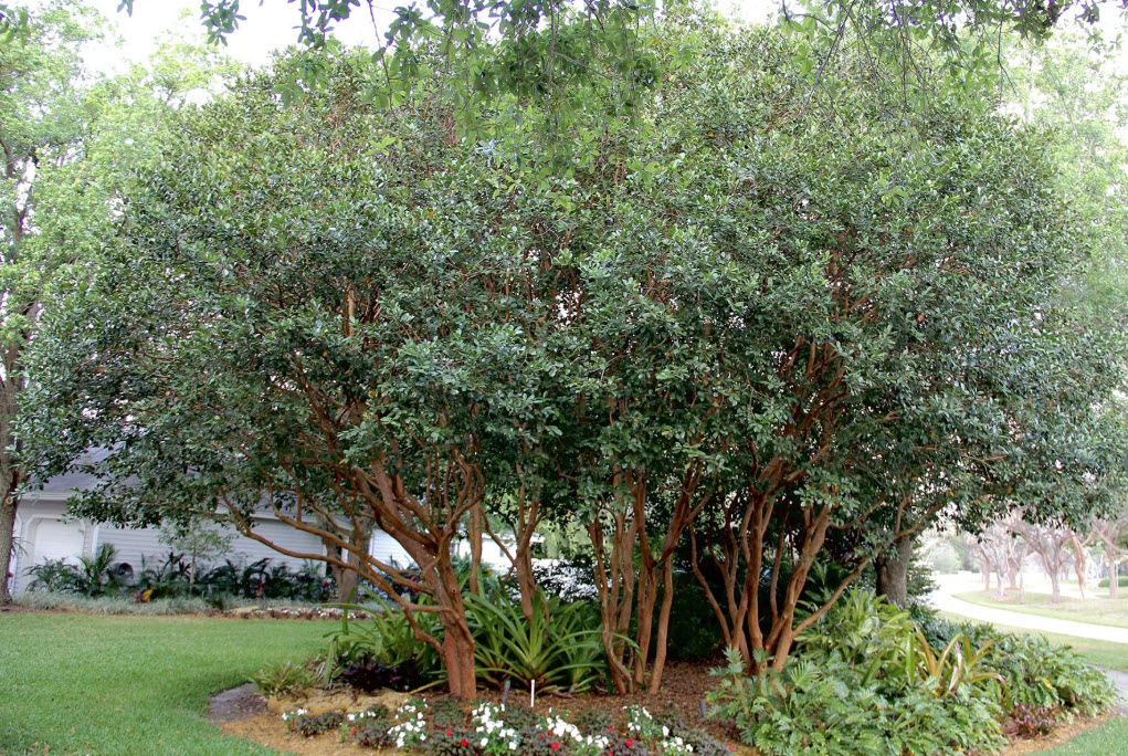 Psidium cattleianum