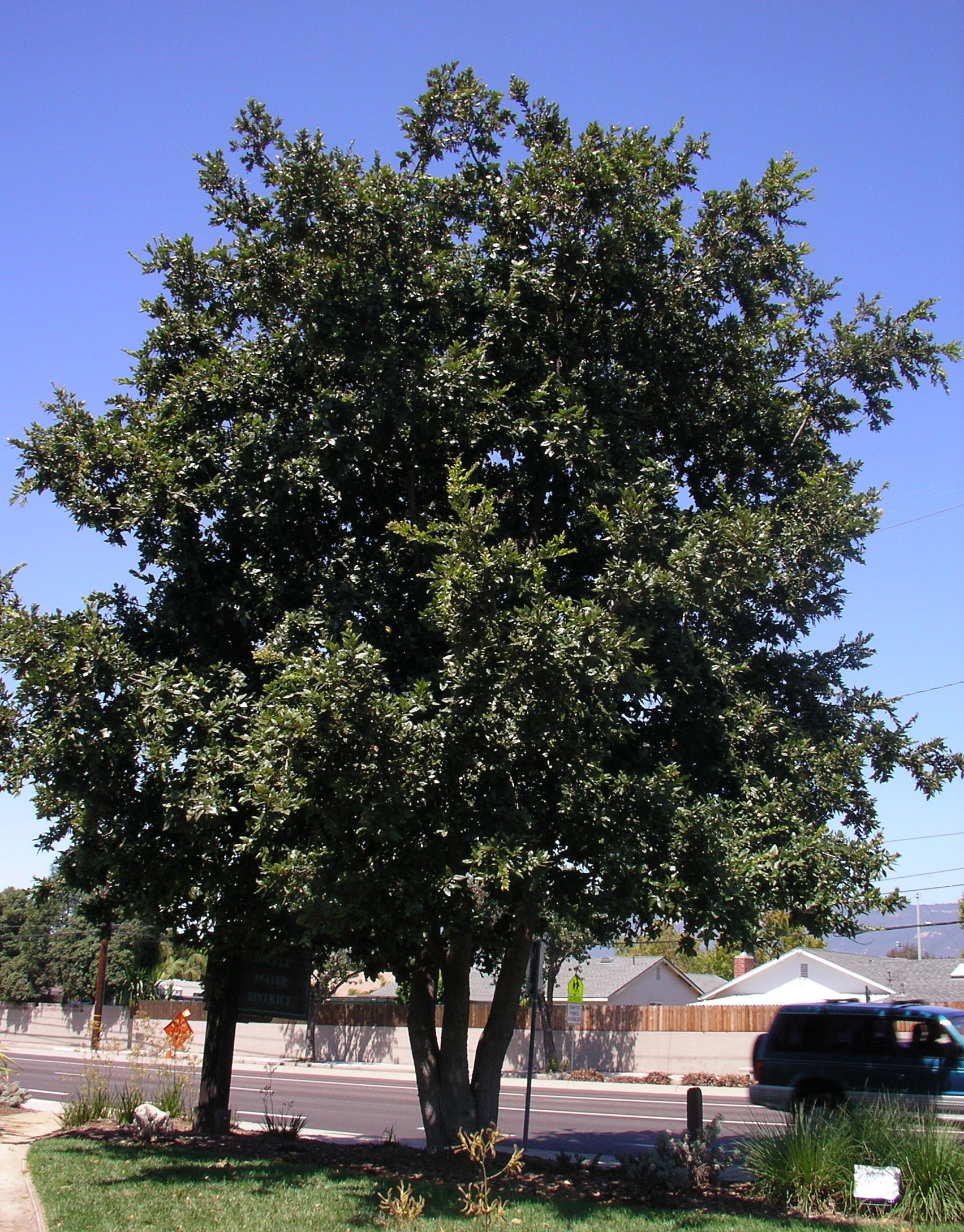 Quercus Tomentella Oak Island