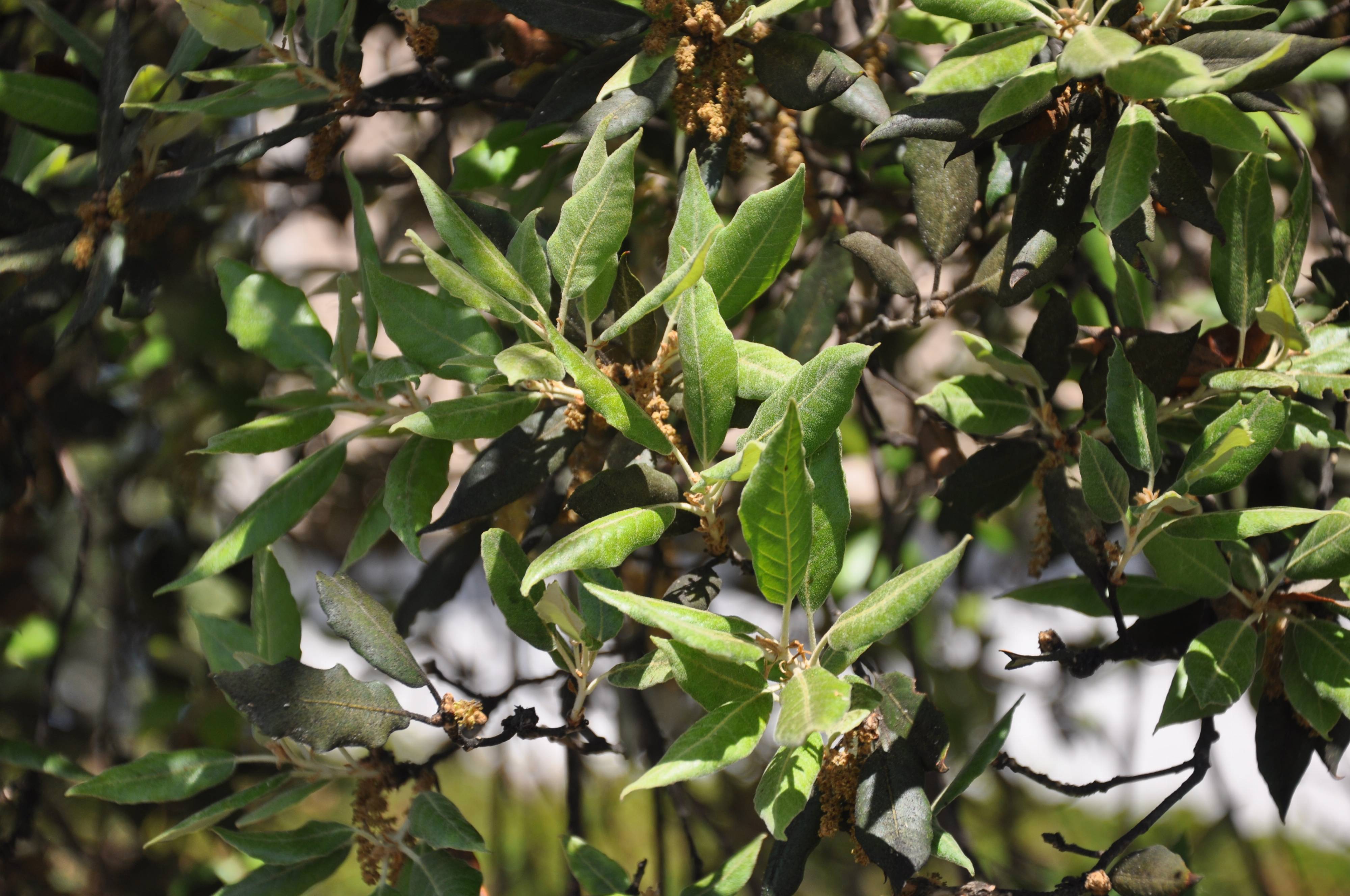 Quercus Tomentella Seeds
