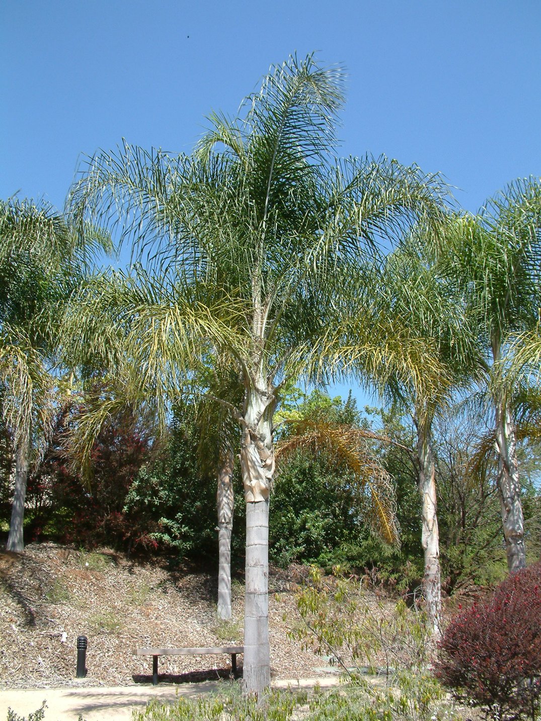 Syagrus romanzoffiana