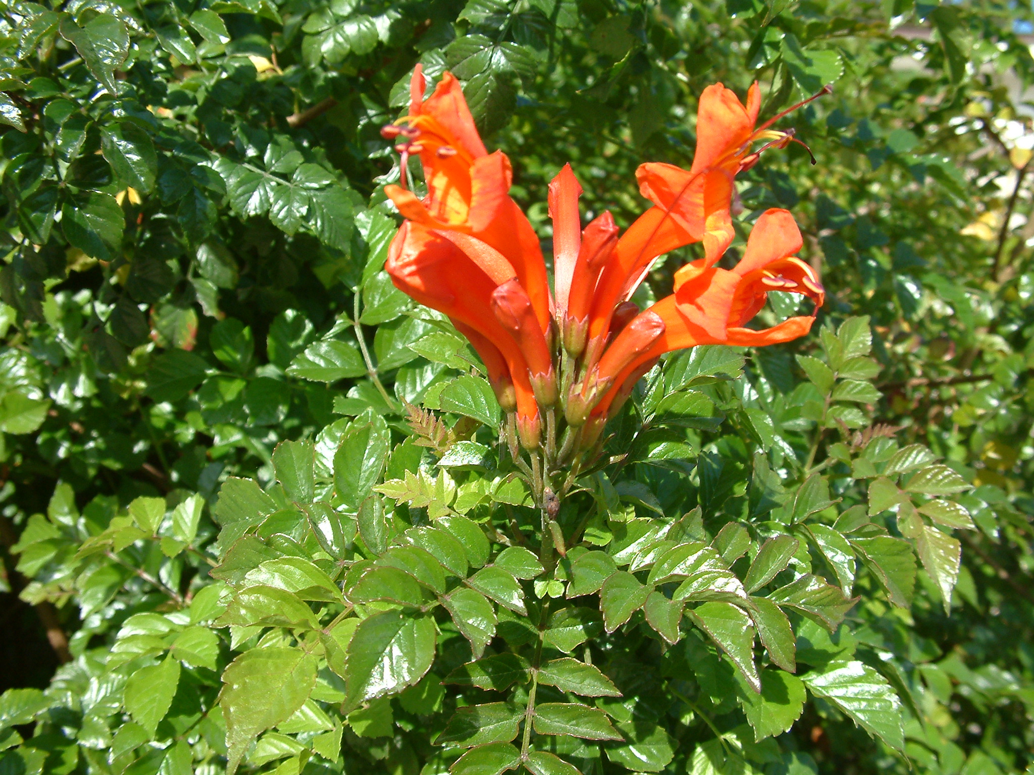 Tecoma capensis