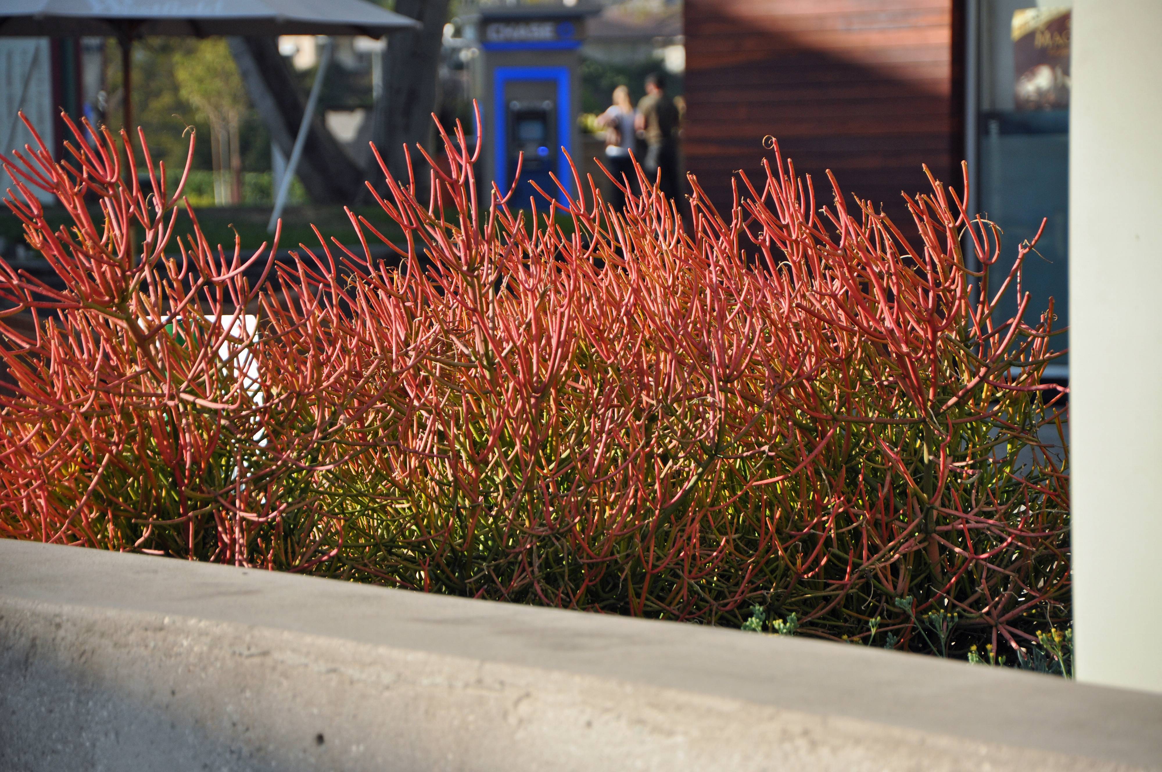 Euphorbia tirucalli 'Sticks on Fire'