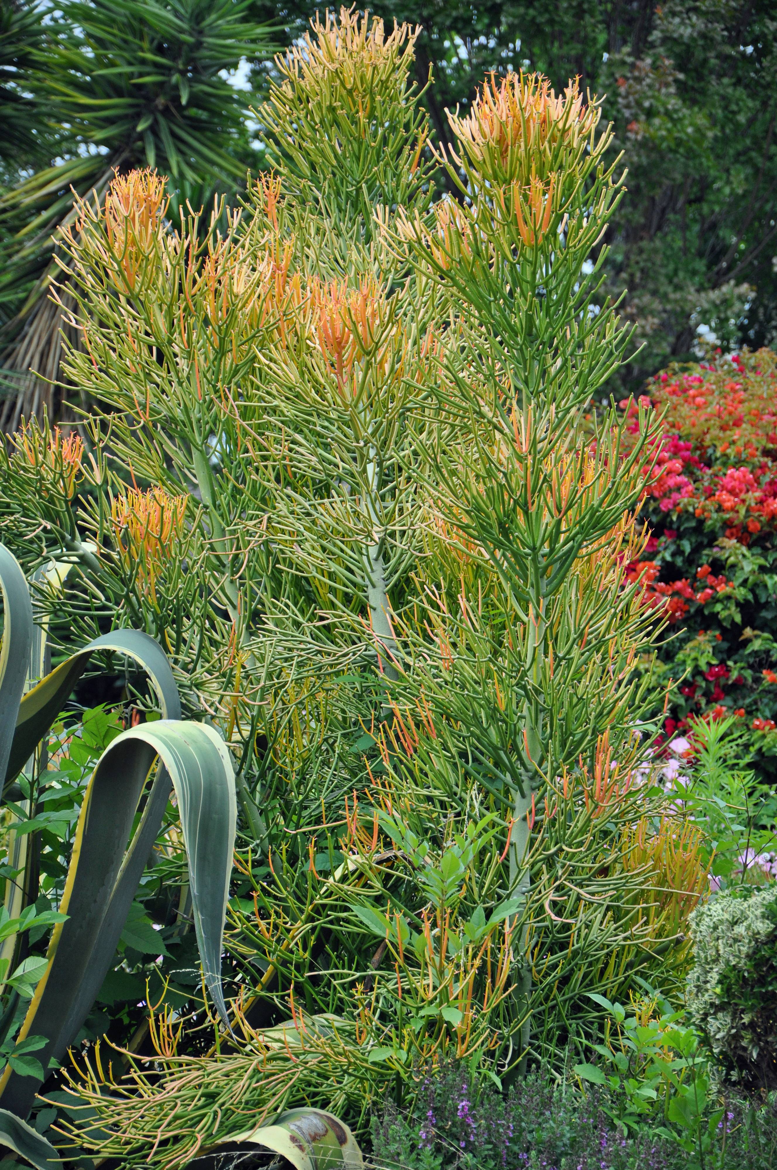 Euphorbia Tirucalli Sticks On Fire