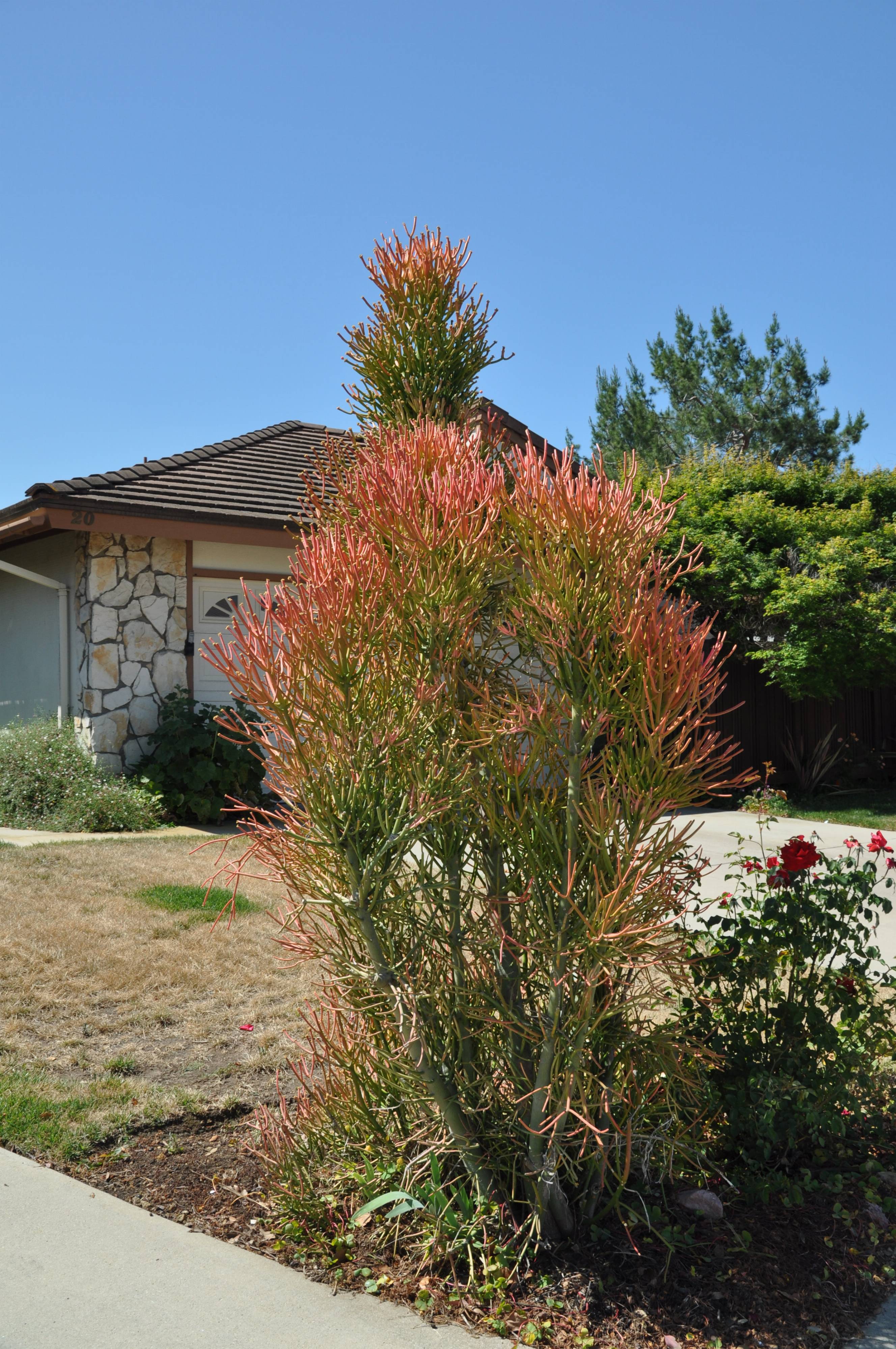 Euphorbia Tirucalli Sticks On Fire