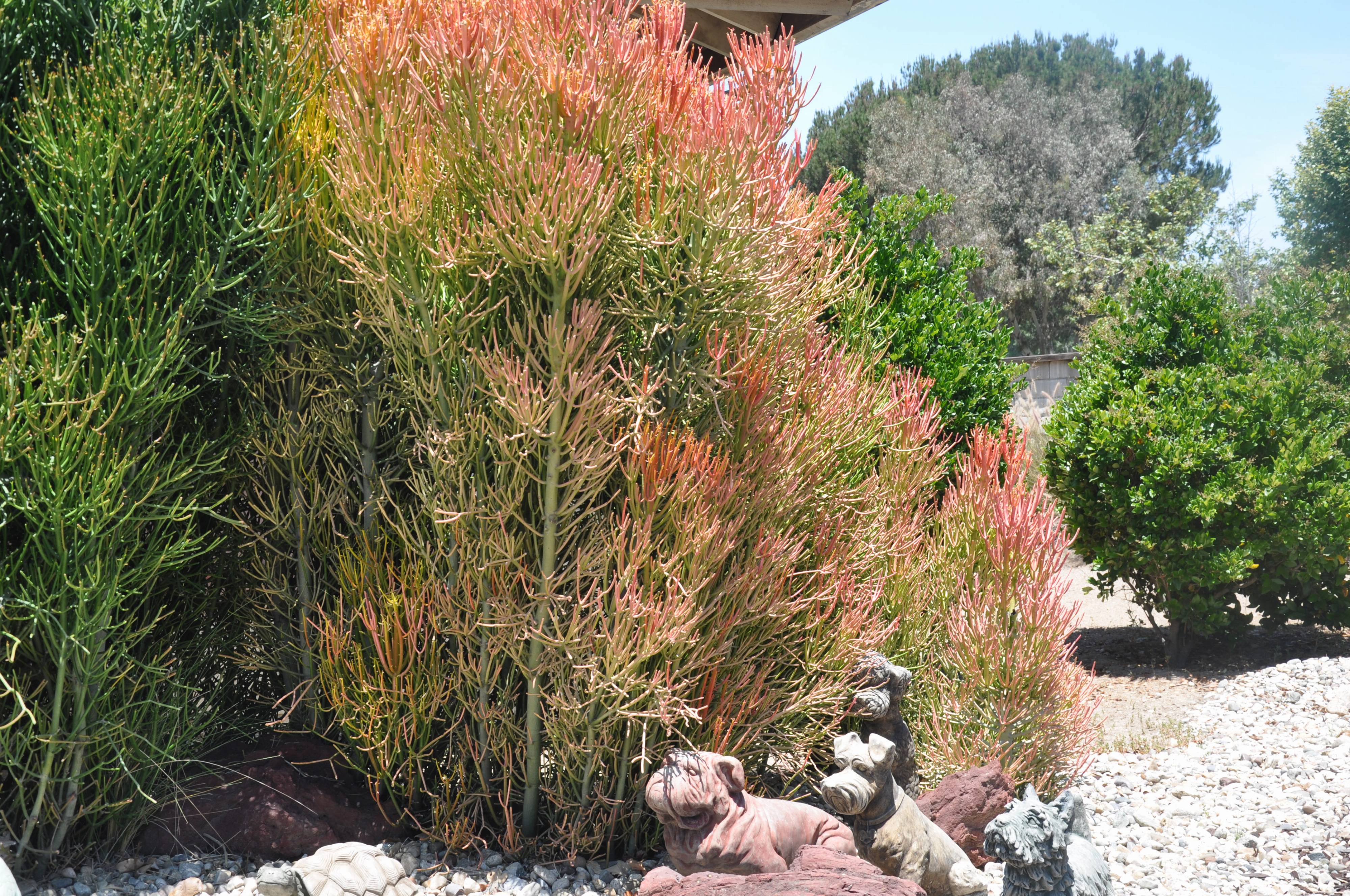 Euphorbia Tirucalli Sticks On Fire