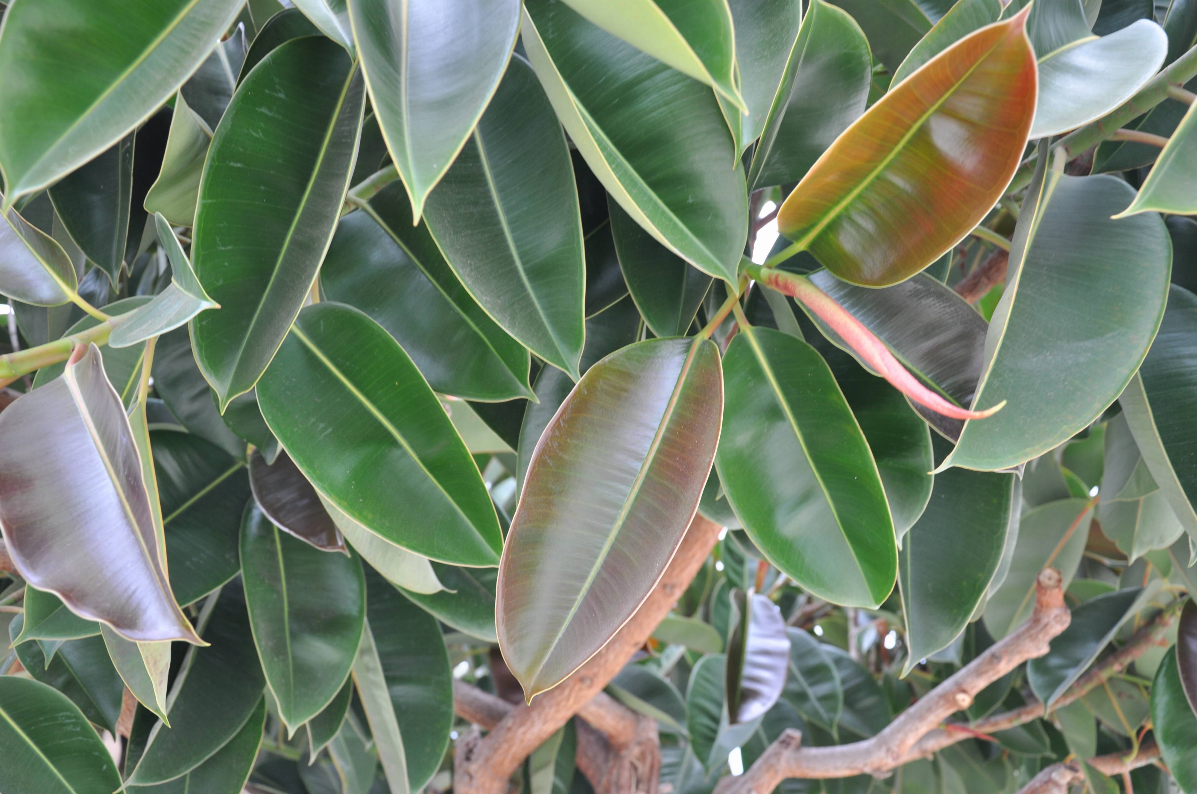 Ficus elastica
