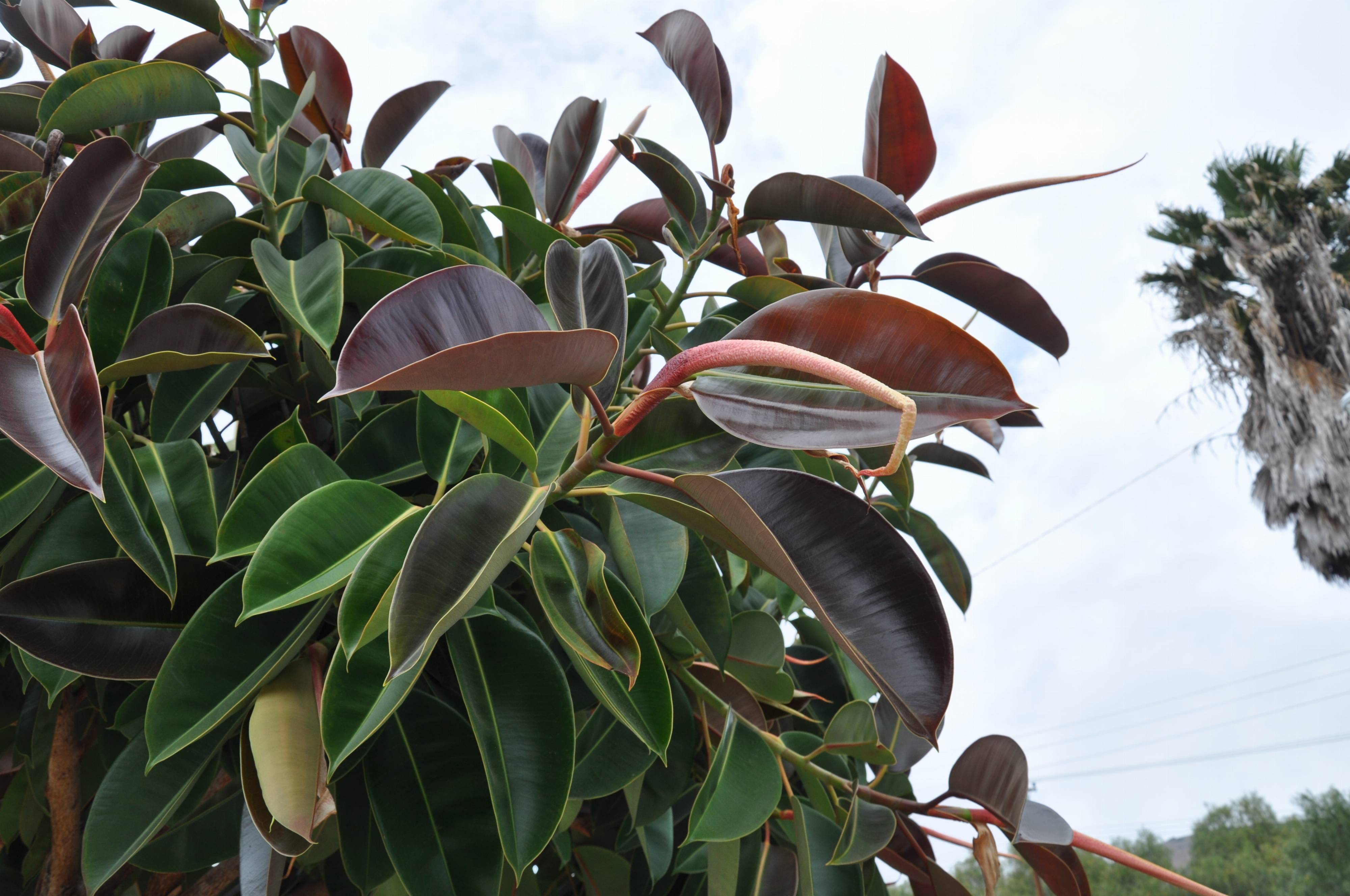 Ficus elastica