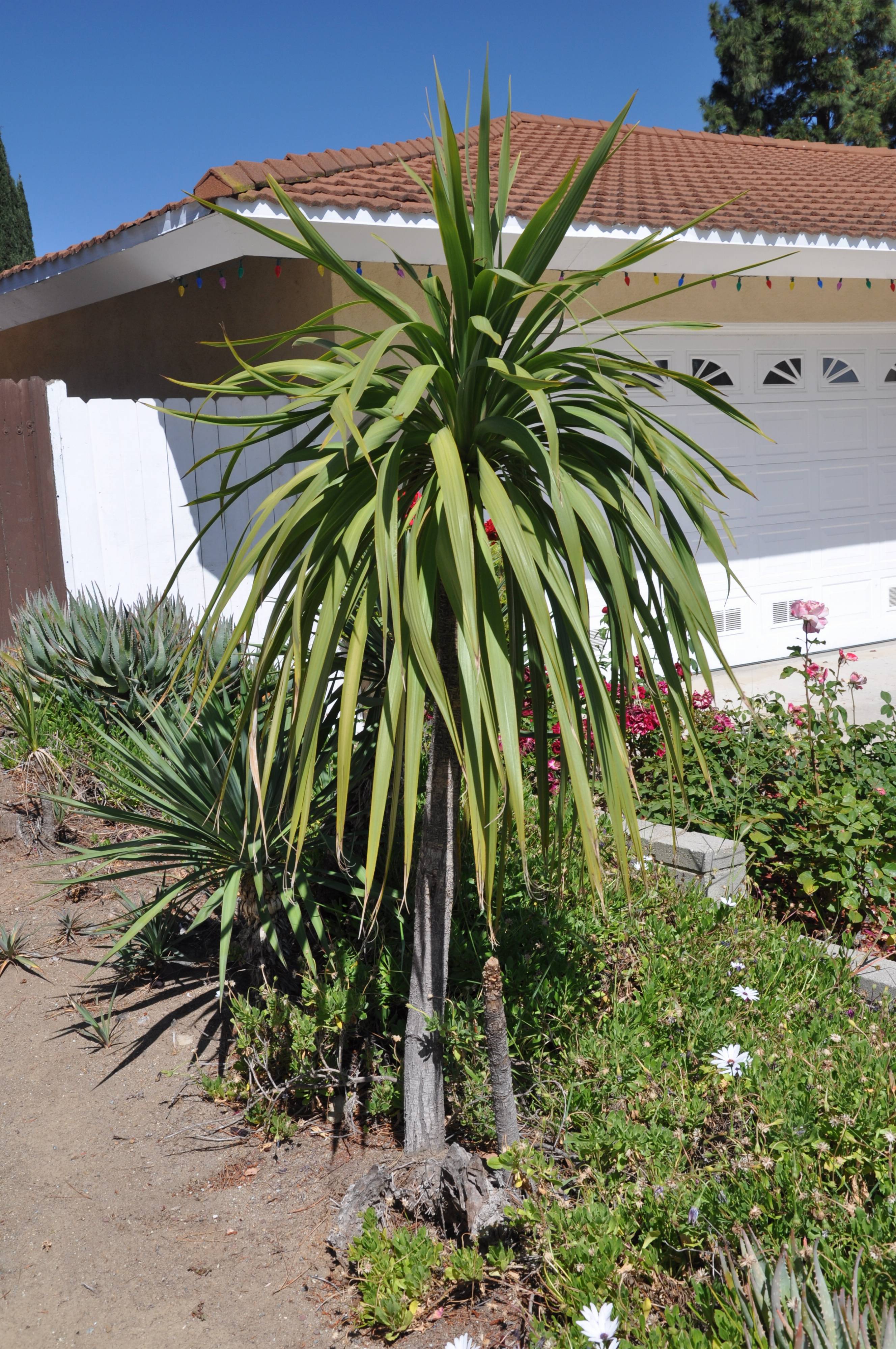 Yucca Elephantipes Impact Plants