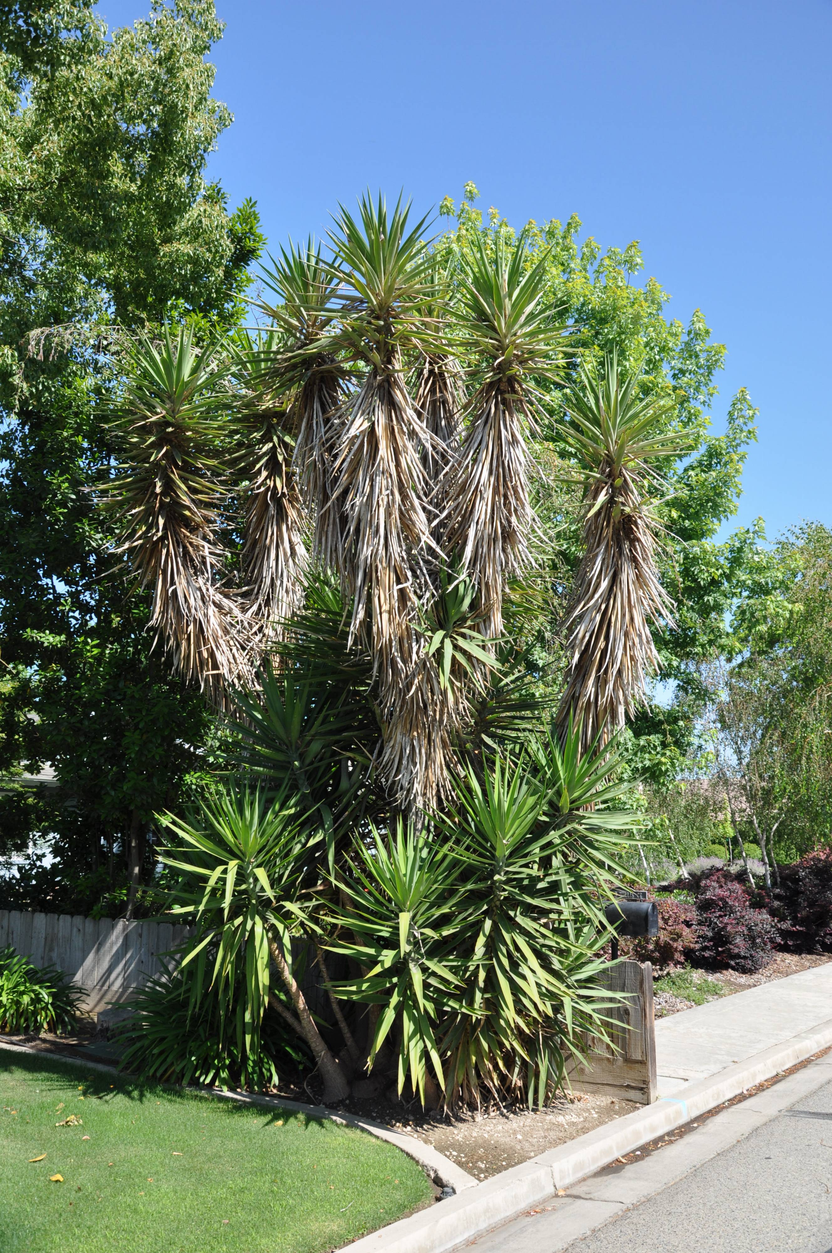 Yucca elephantipes