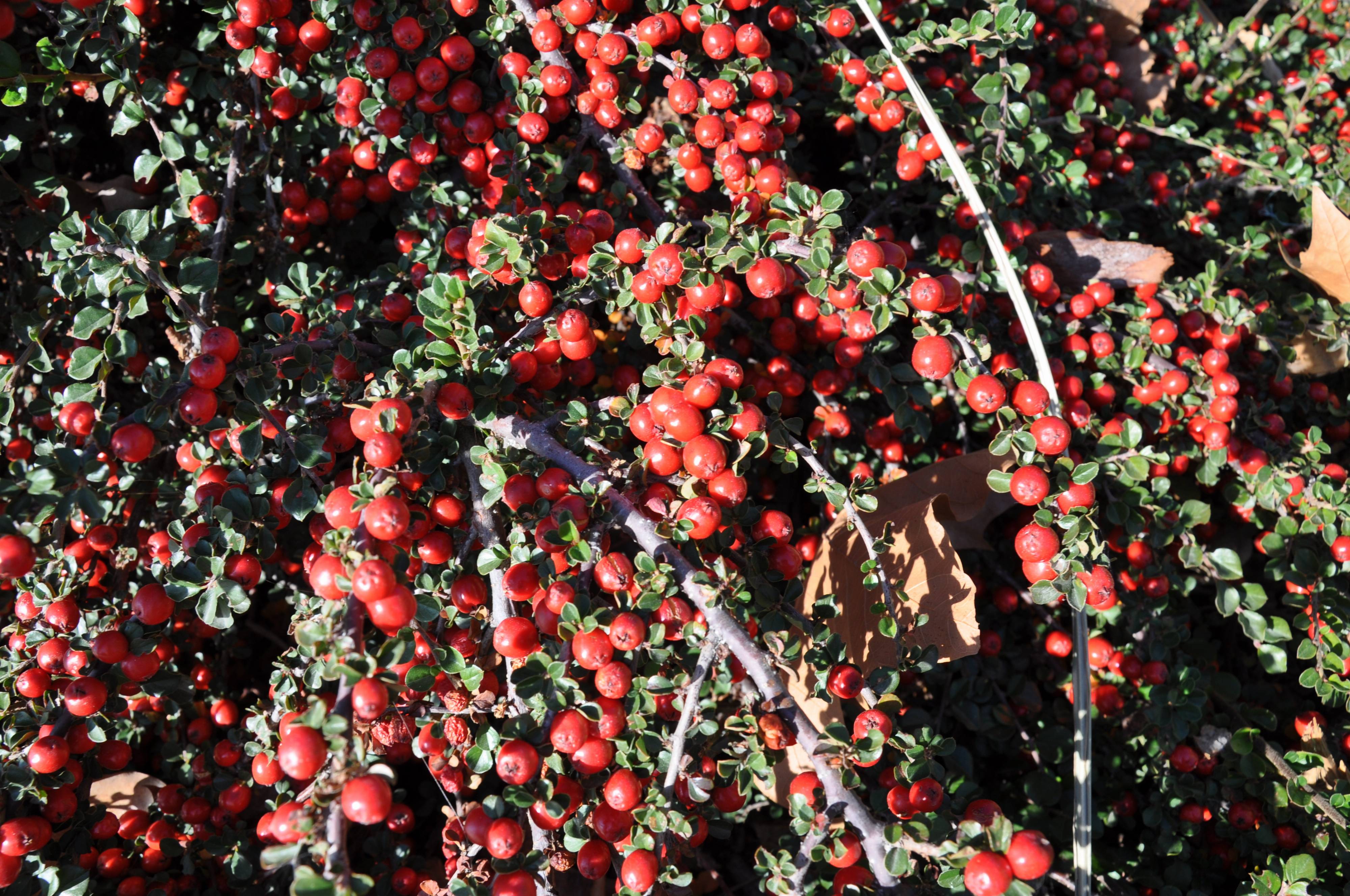 Cotoneaster dammeri 'Lowfast'