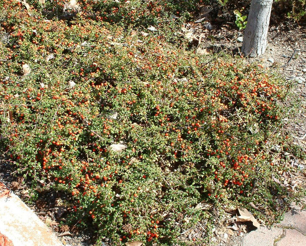 Cotoneaster dammeri 'Lowfast'