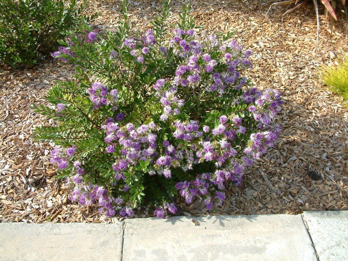 Hebe 'Patty's Purple'