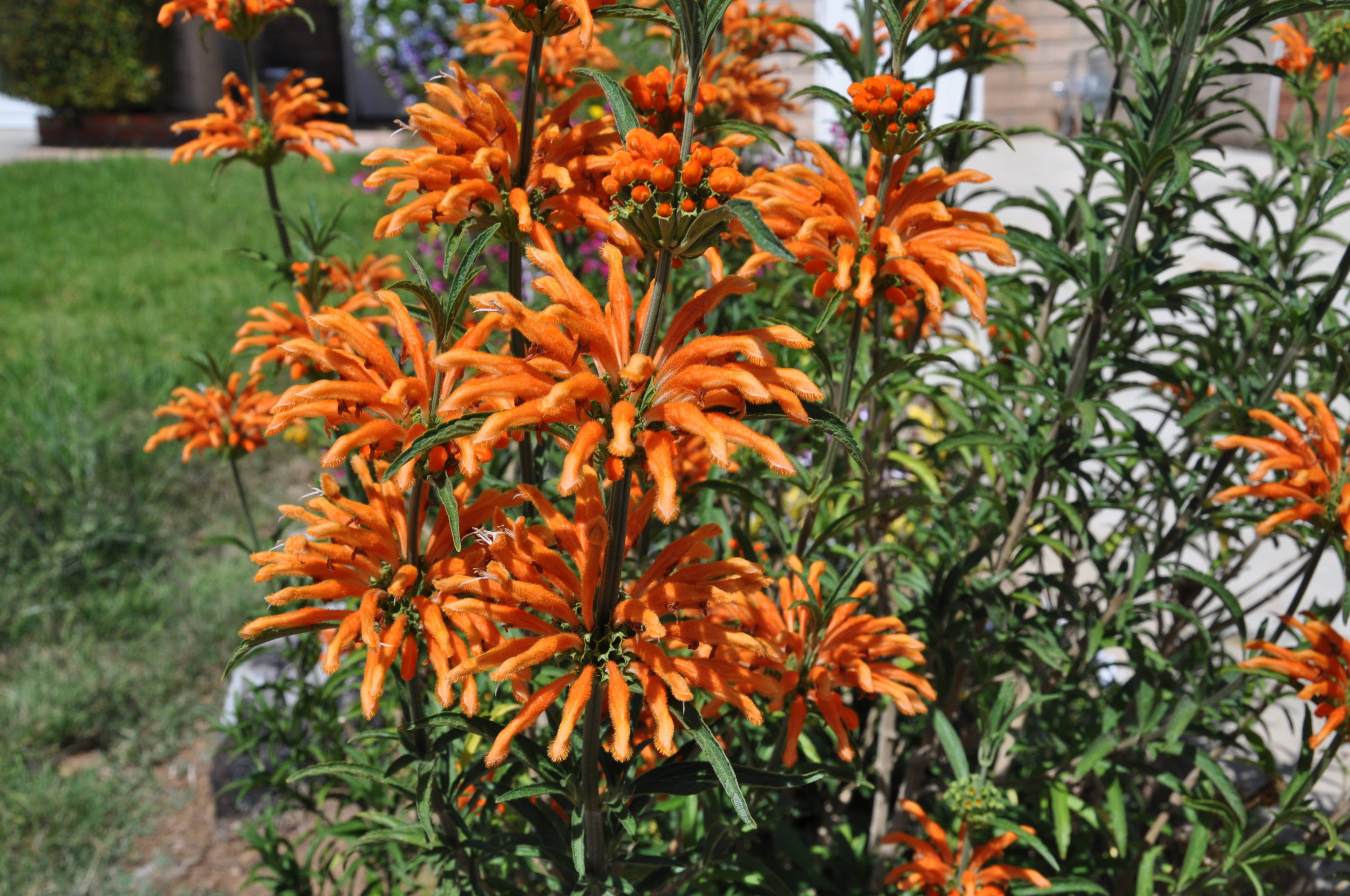 Leonotis leonurus