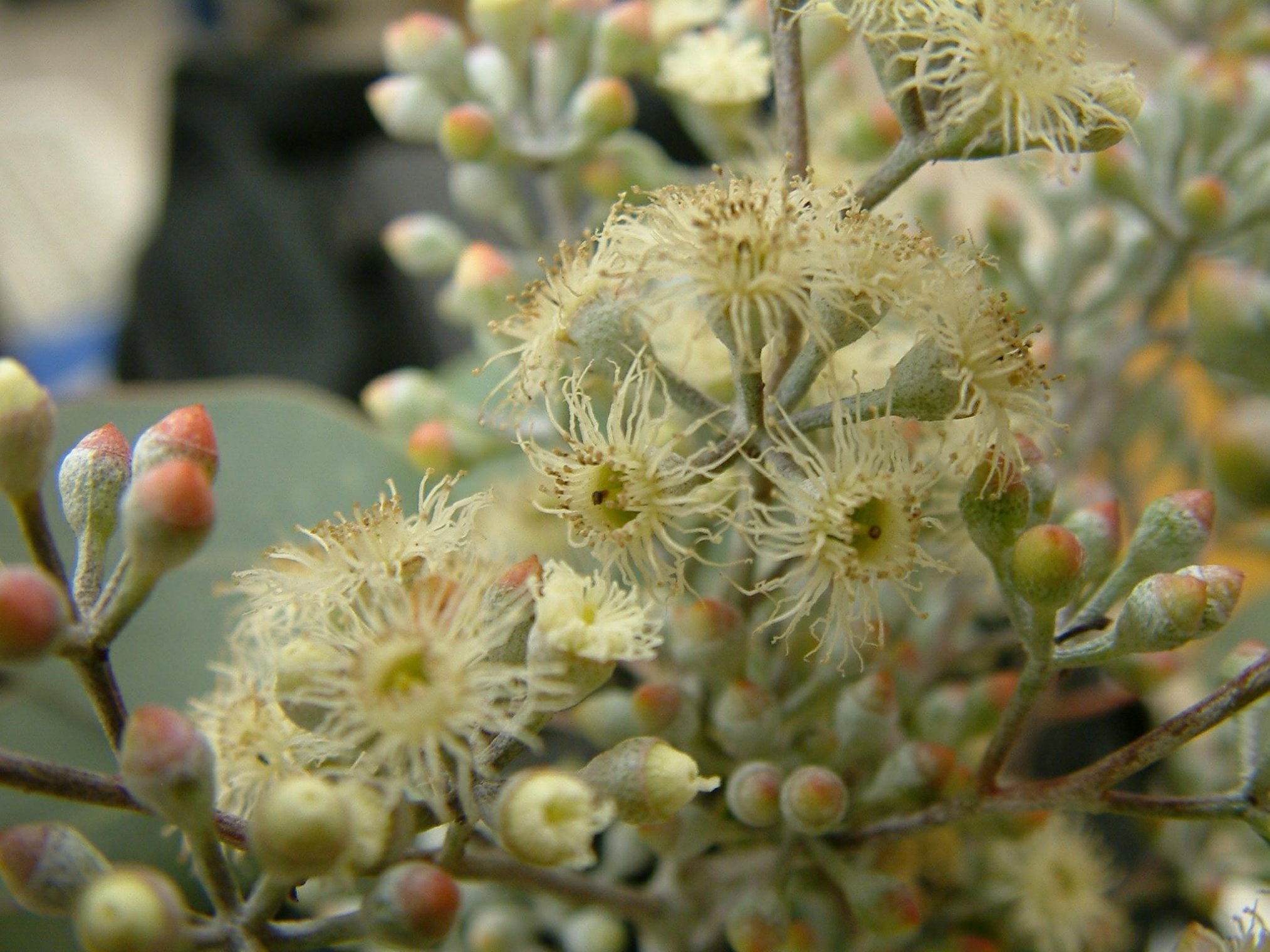 Eucalyptus Polyanthemos