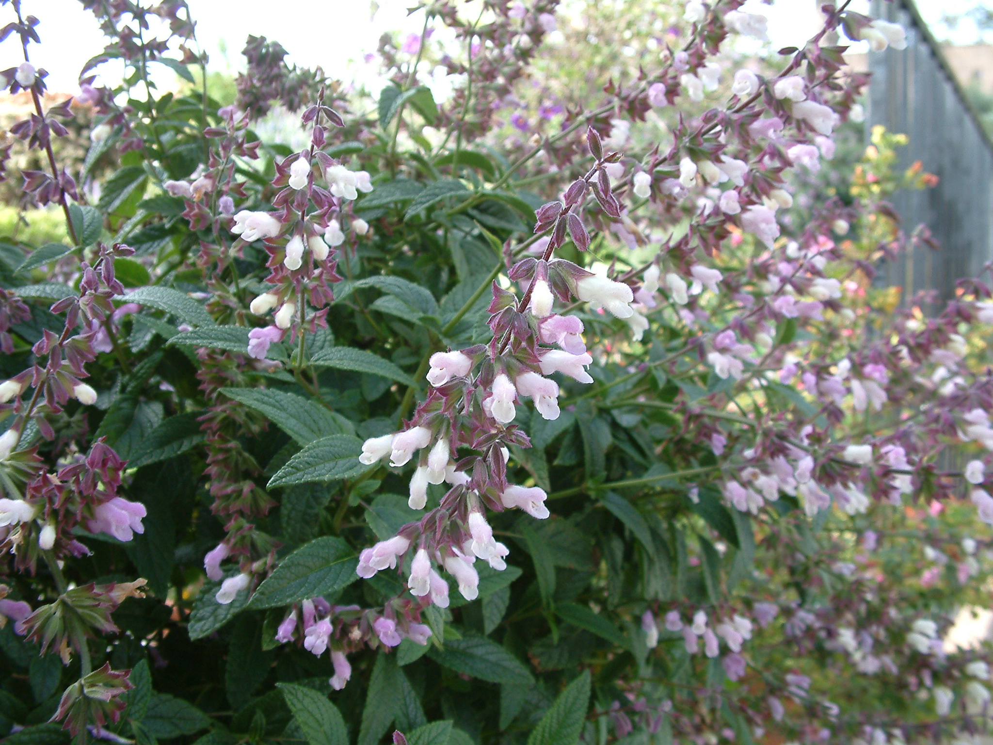 Salvia 'Waverly' - Waverly Sage | PlantMaster