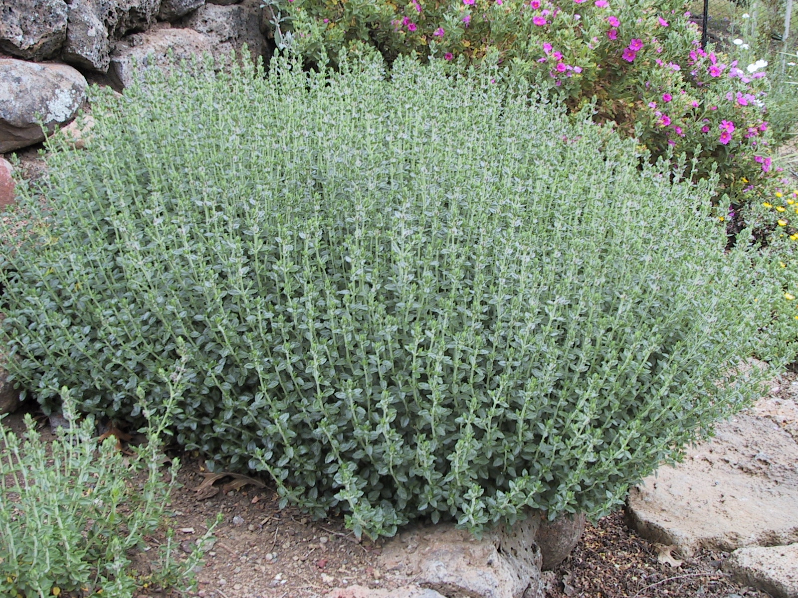 Teucrium X lucidrys