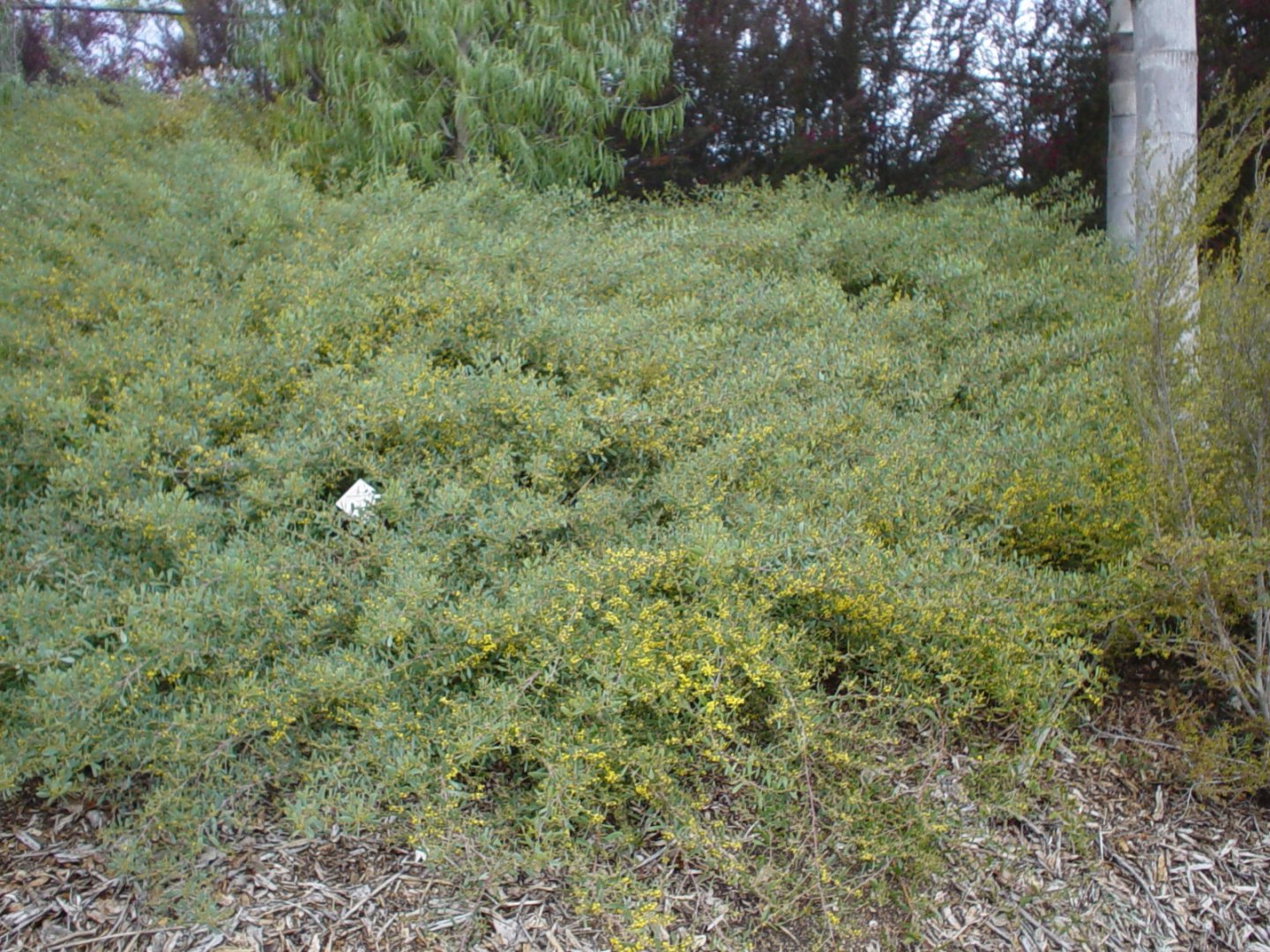 Acacia redolens 'Desert Carpet'®