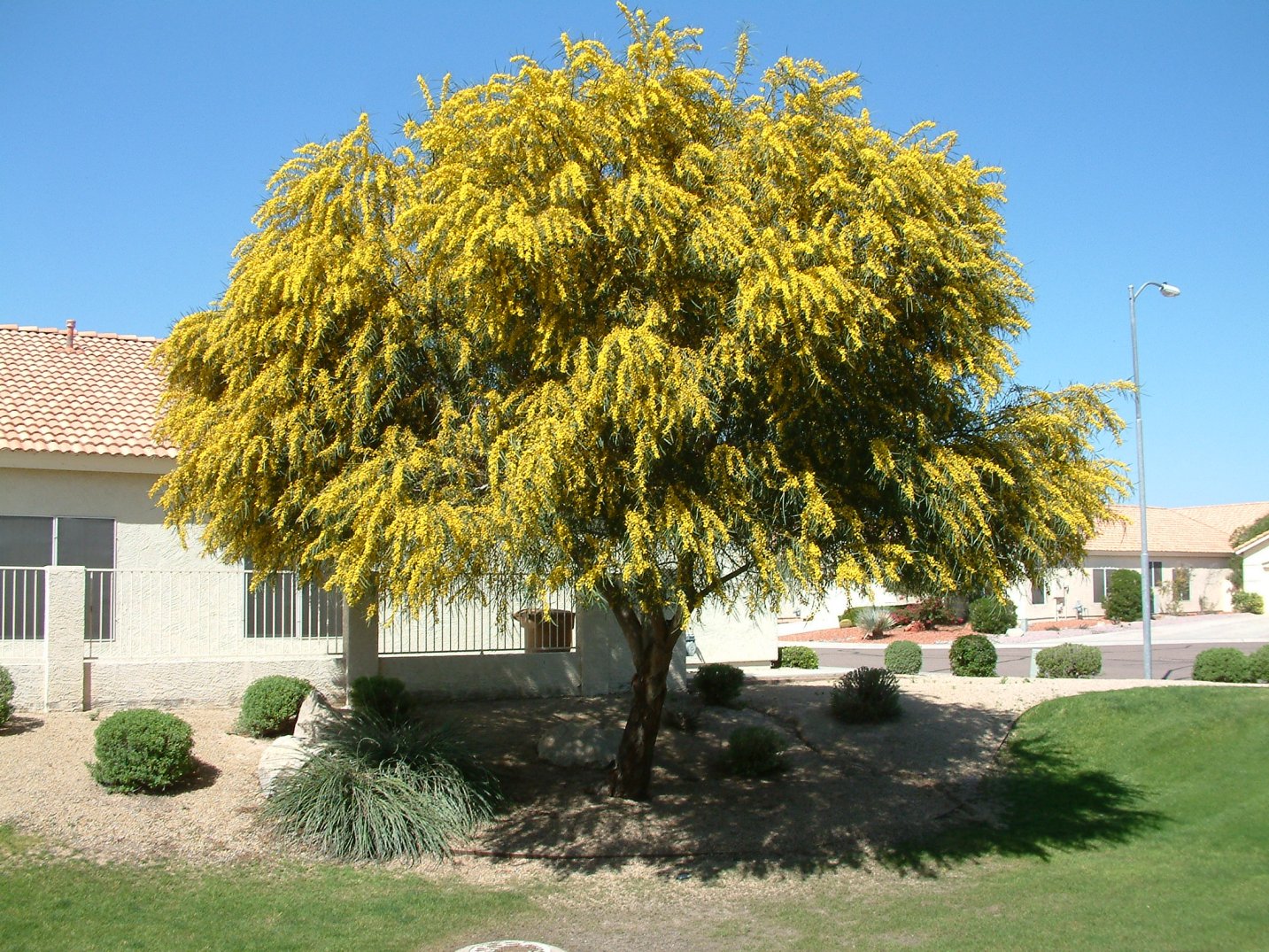 Acacia saligna