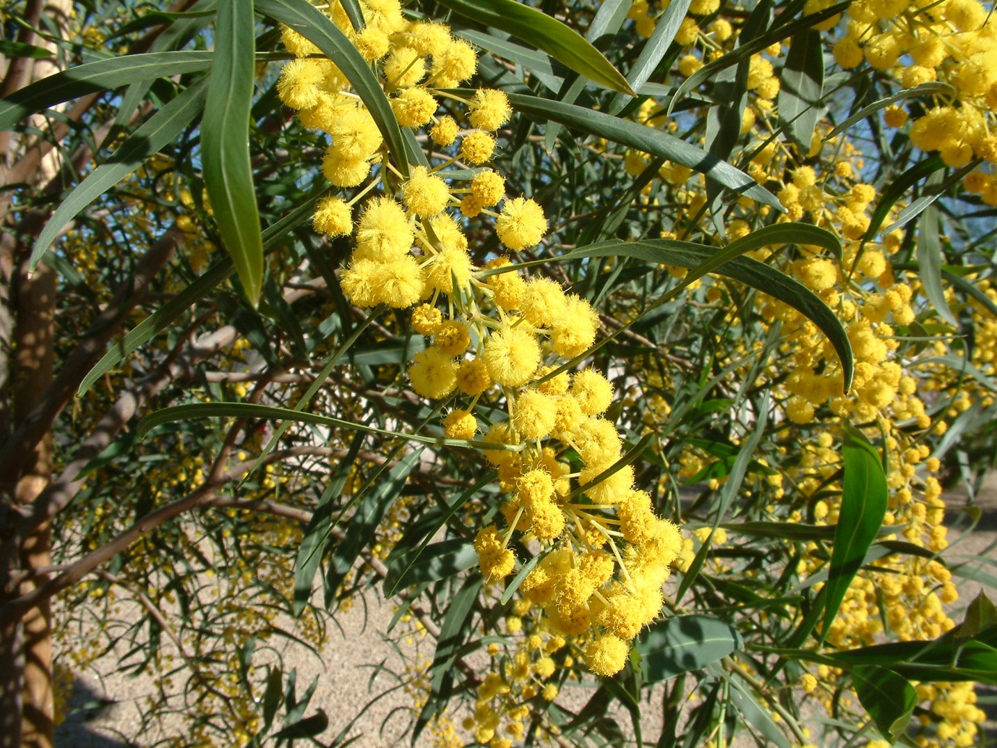 Acacia saligna