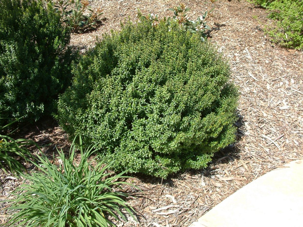 Myrtus communis 'Compacta'