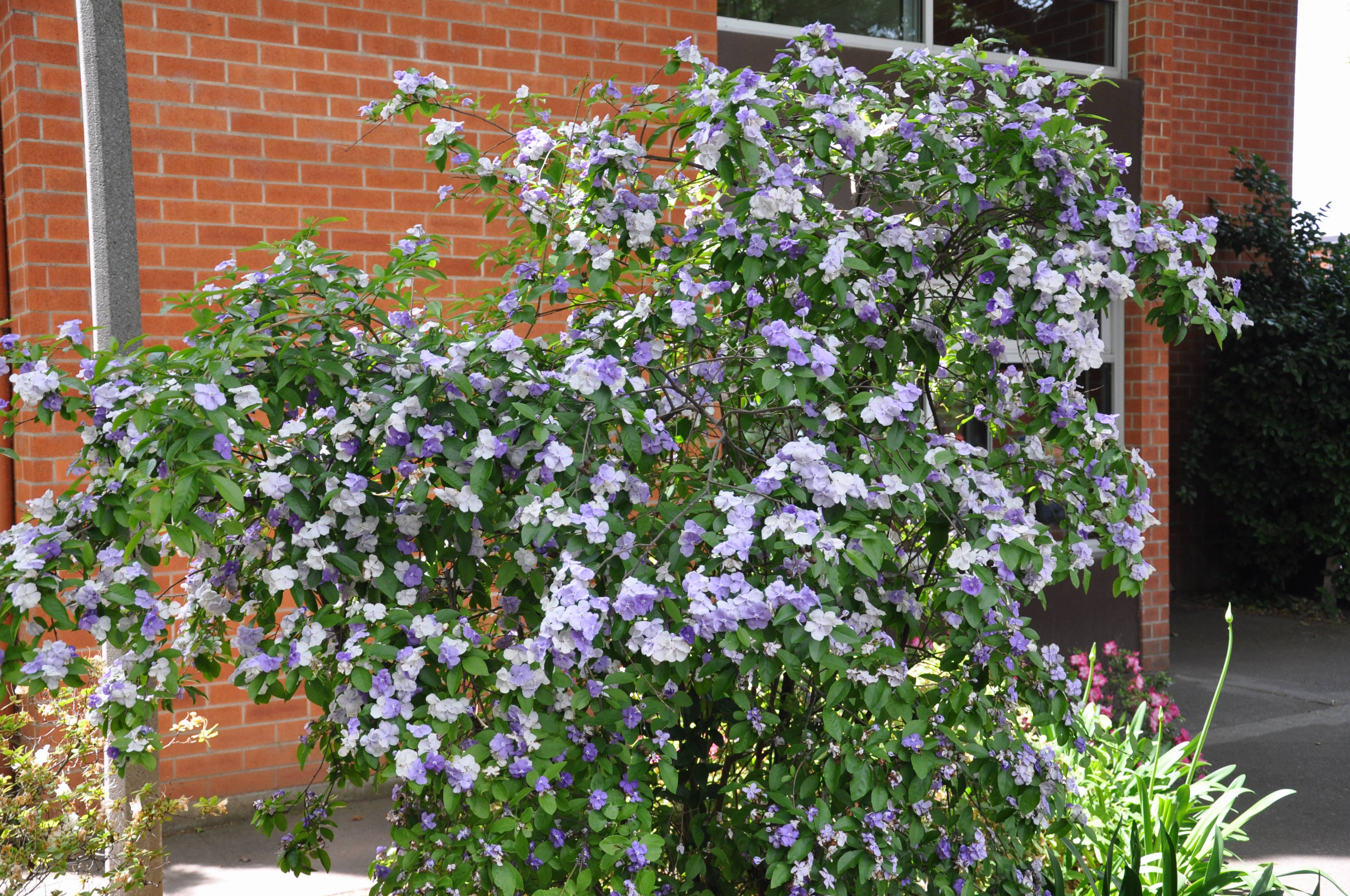 Brunfelsia pauciflora 'Floribunda'