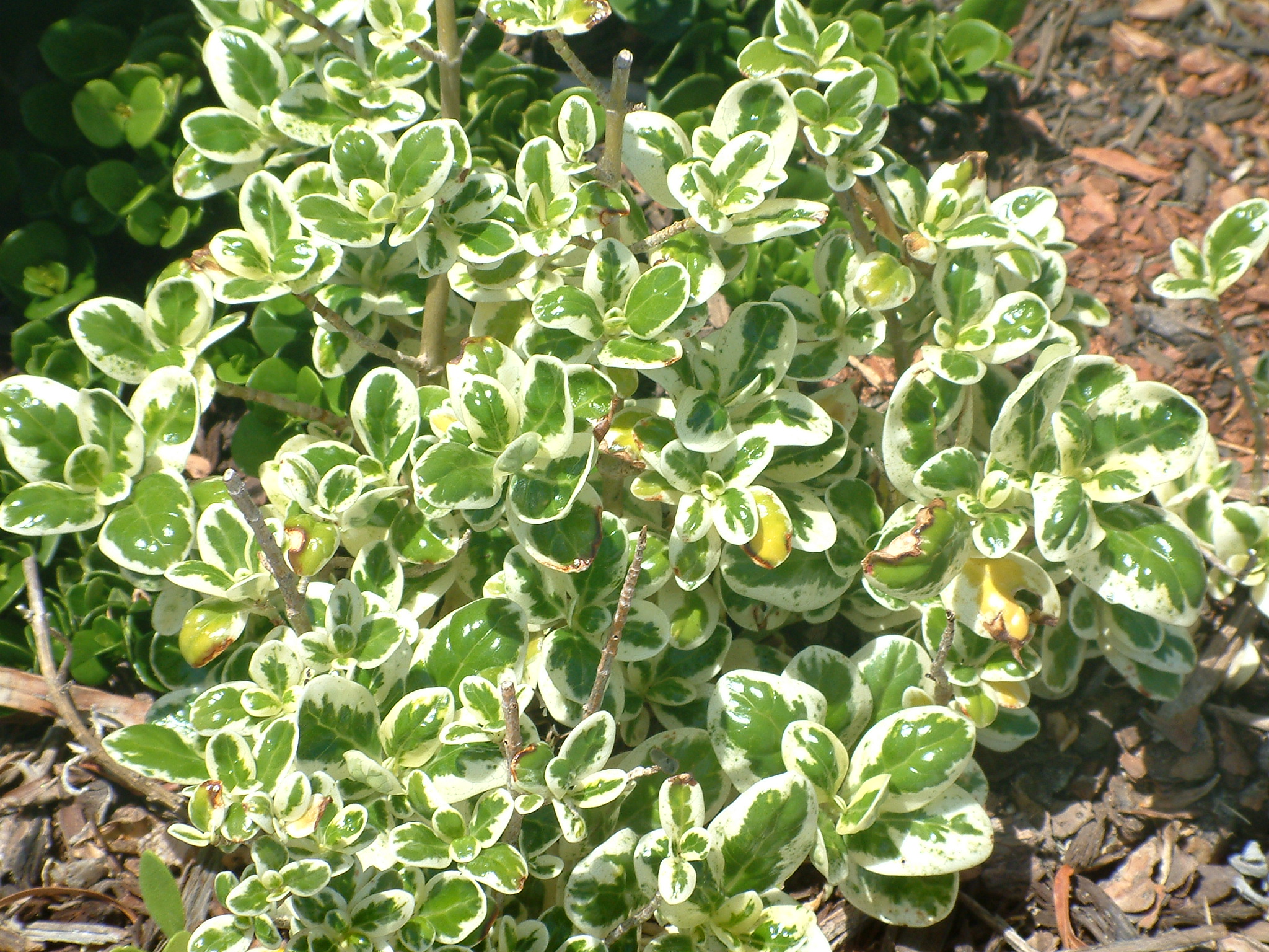 Coprosma repens 'Marble Queen'