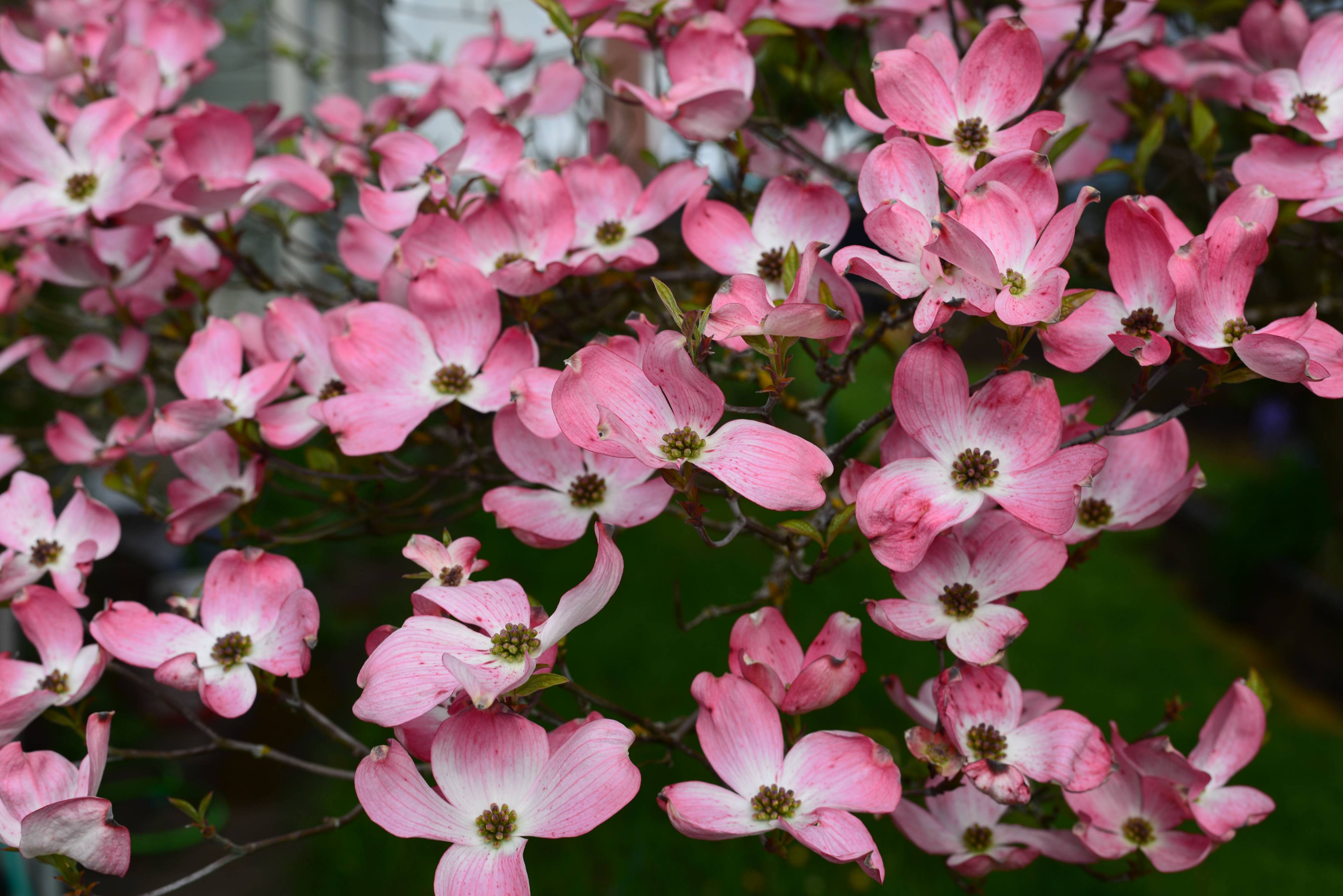 Cornus florida 'Rubra'