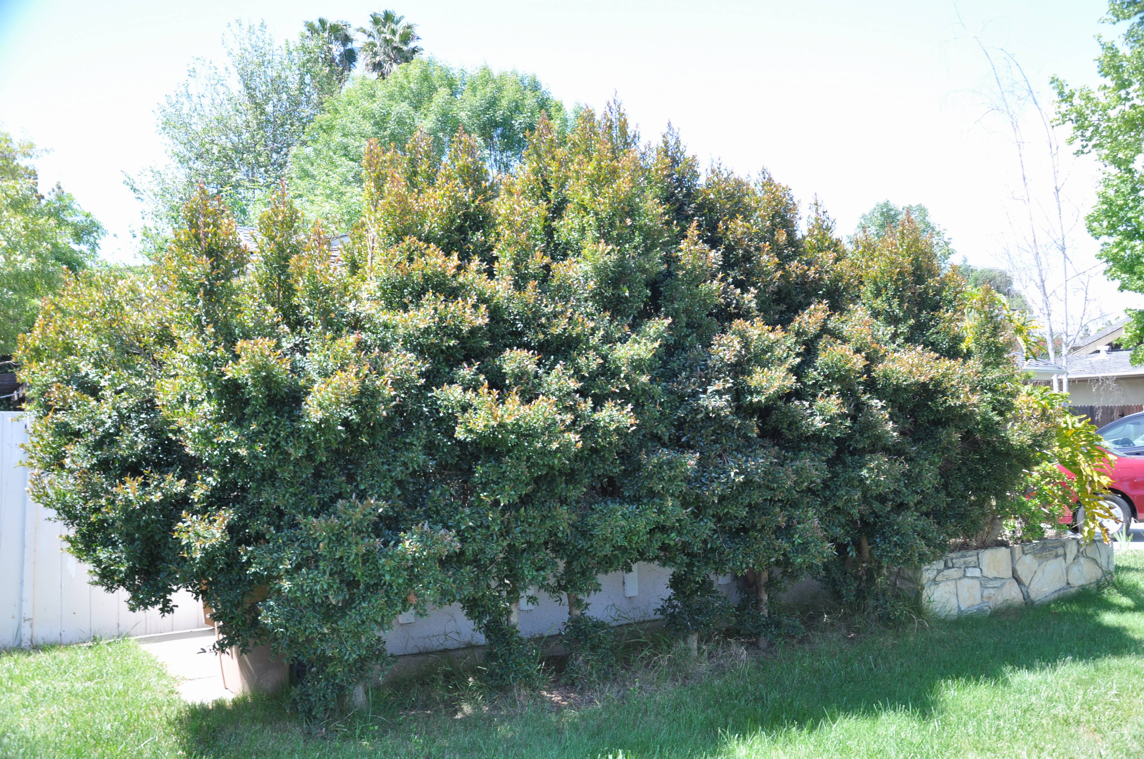 Syzygium Paniculatum