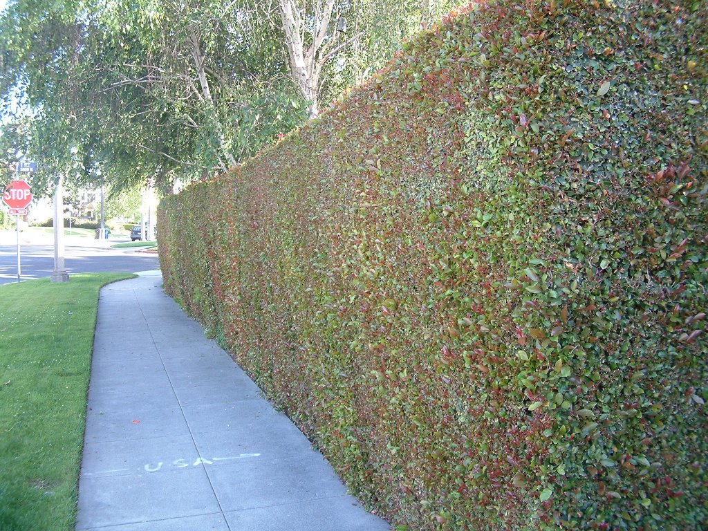 Syzygium paniculatum
