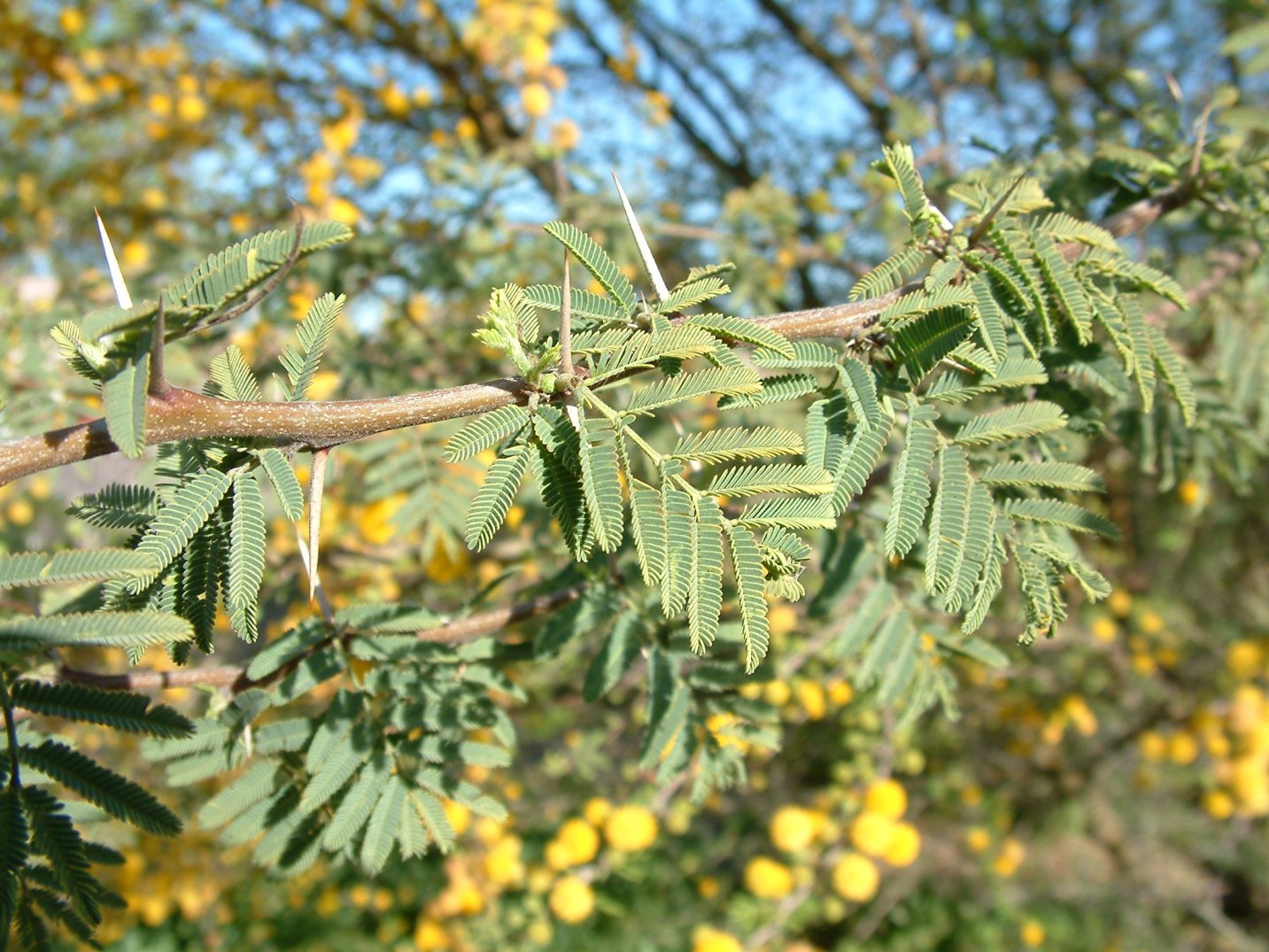 Acacia farnesiana
