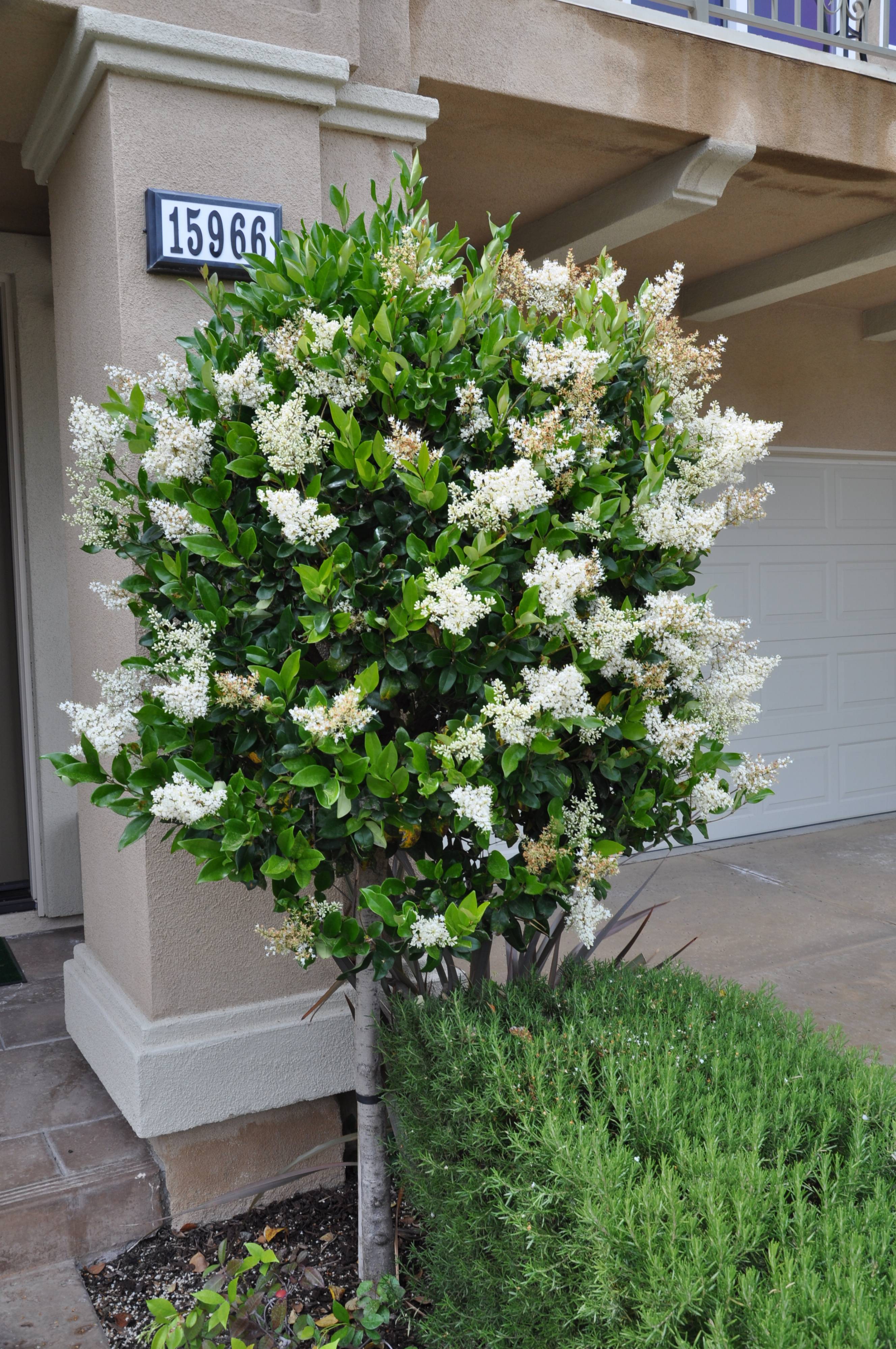 Ligustrum japonicum