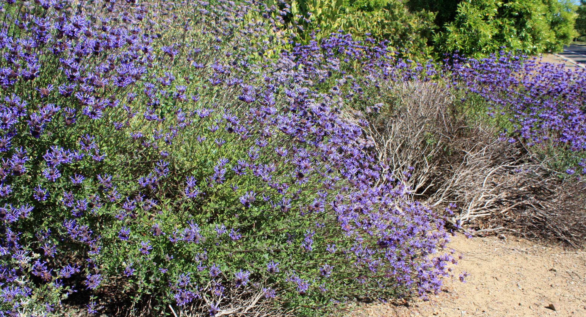 Salvia clevelandii 'Winnifred Gilman'