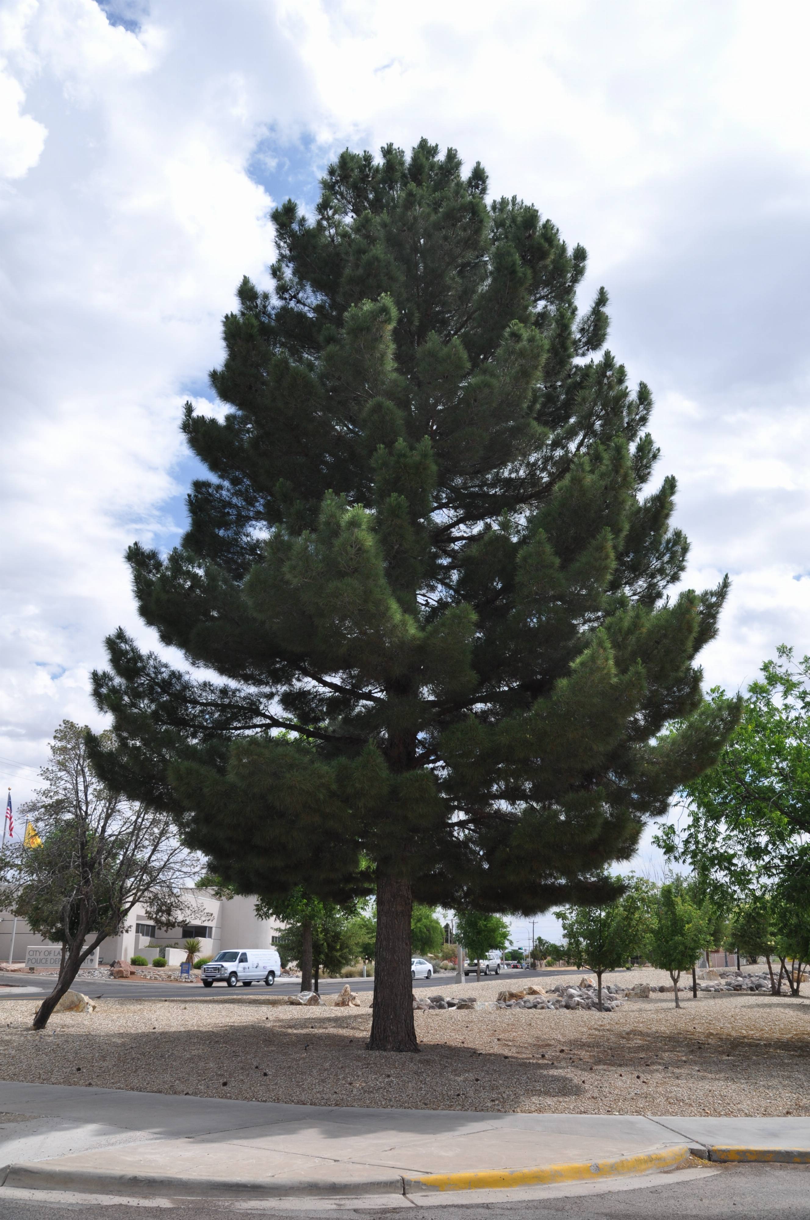 Pinus eldarica