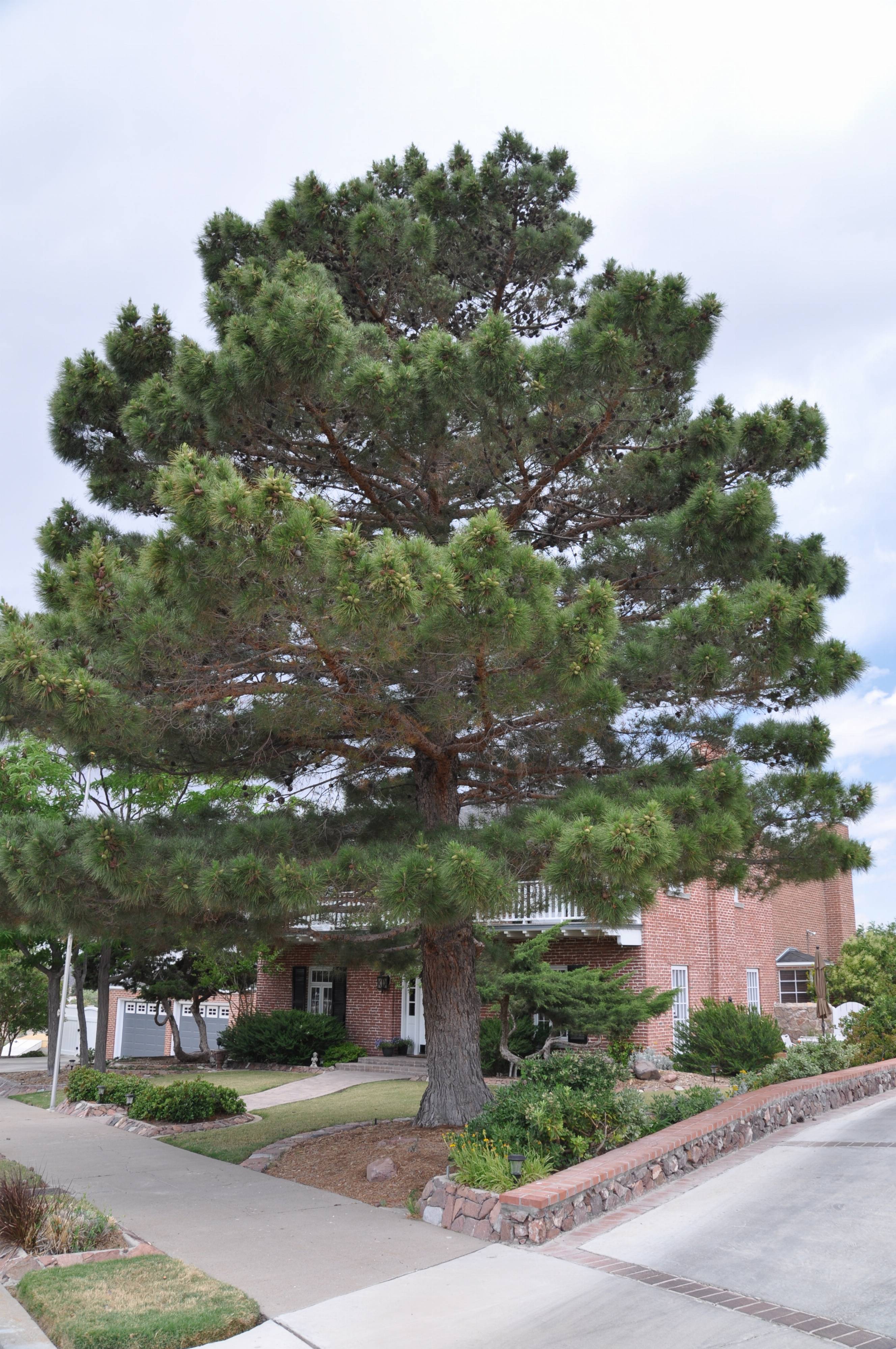 Pinus eldarica