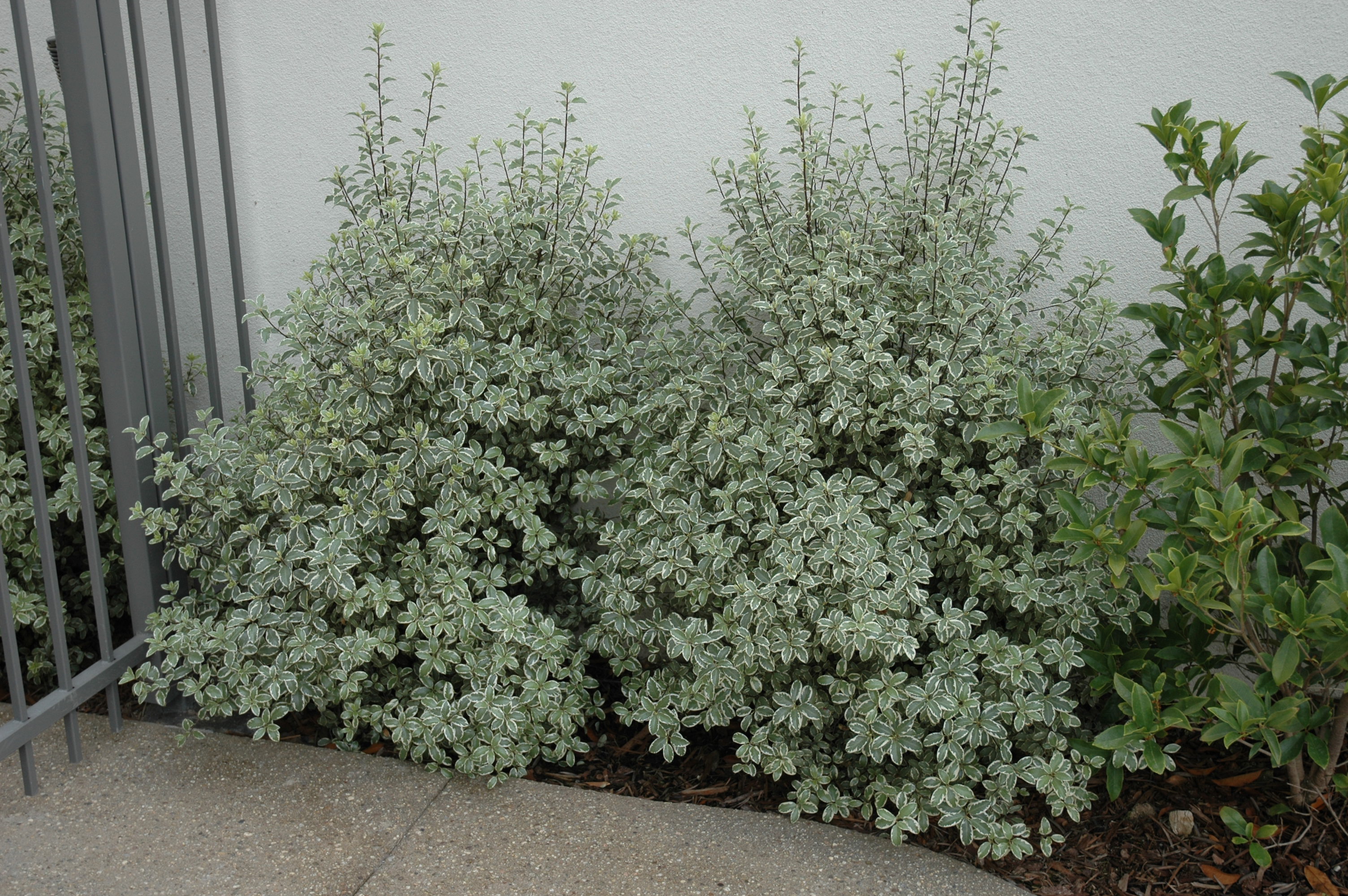 Pittosporum ten. 'Marjorie Channon'