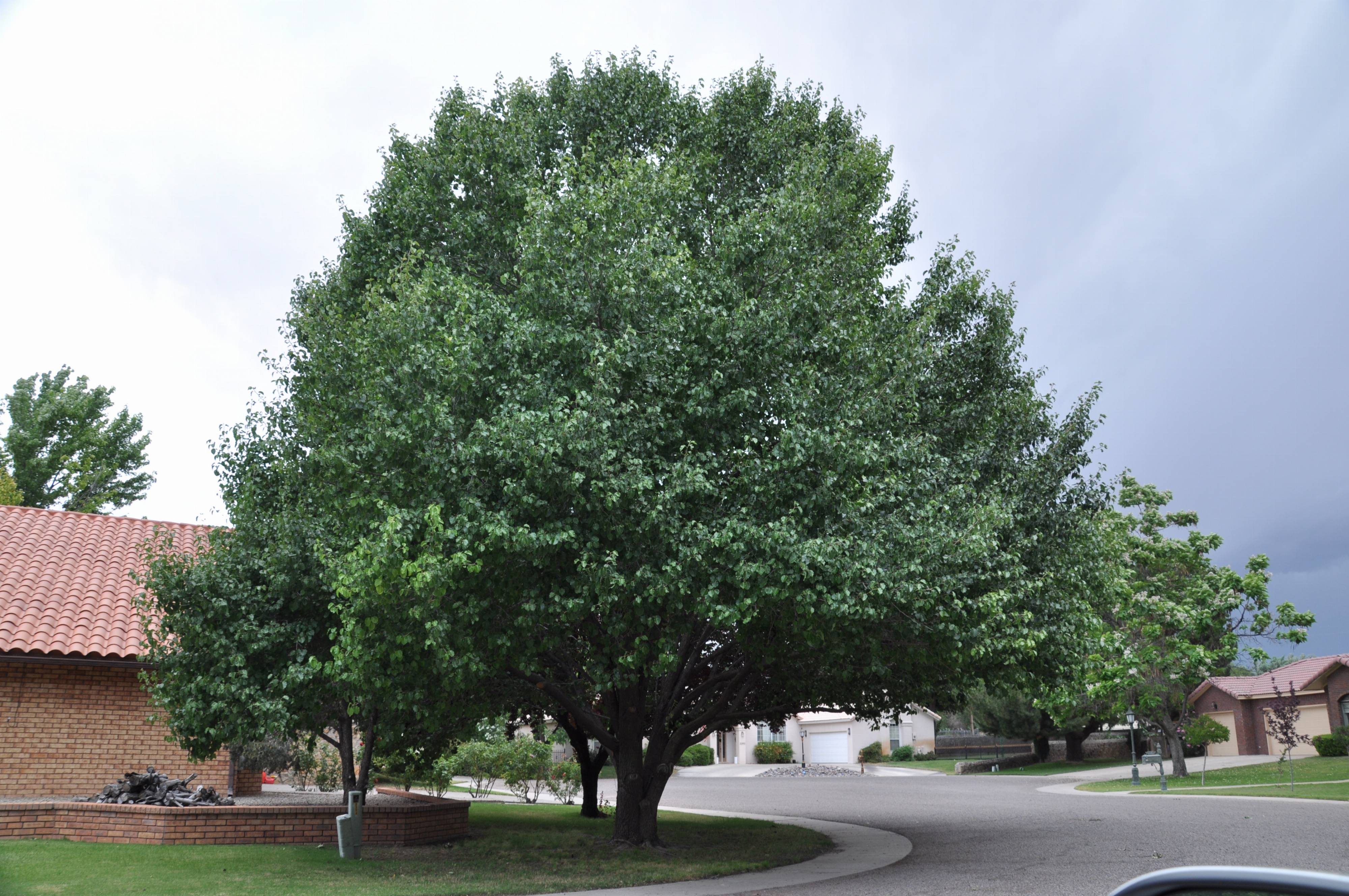Pyrus calleryana 'Aristocrat'