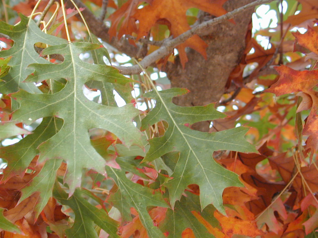 Quercus Coccinea