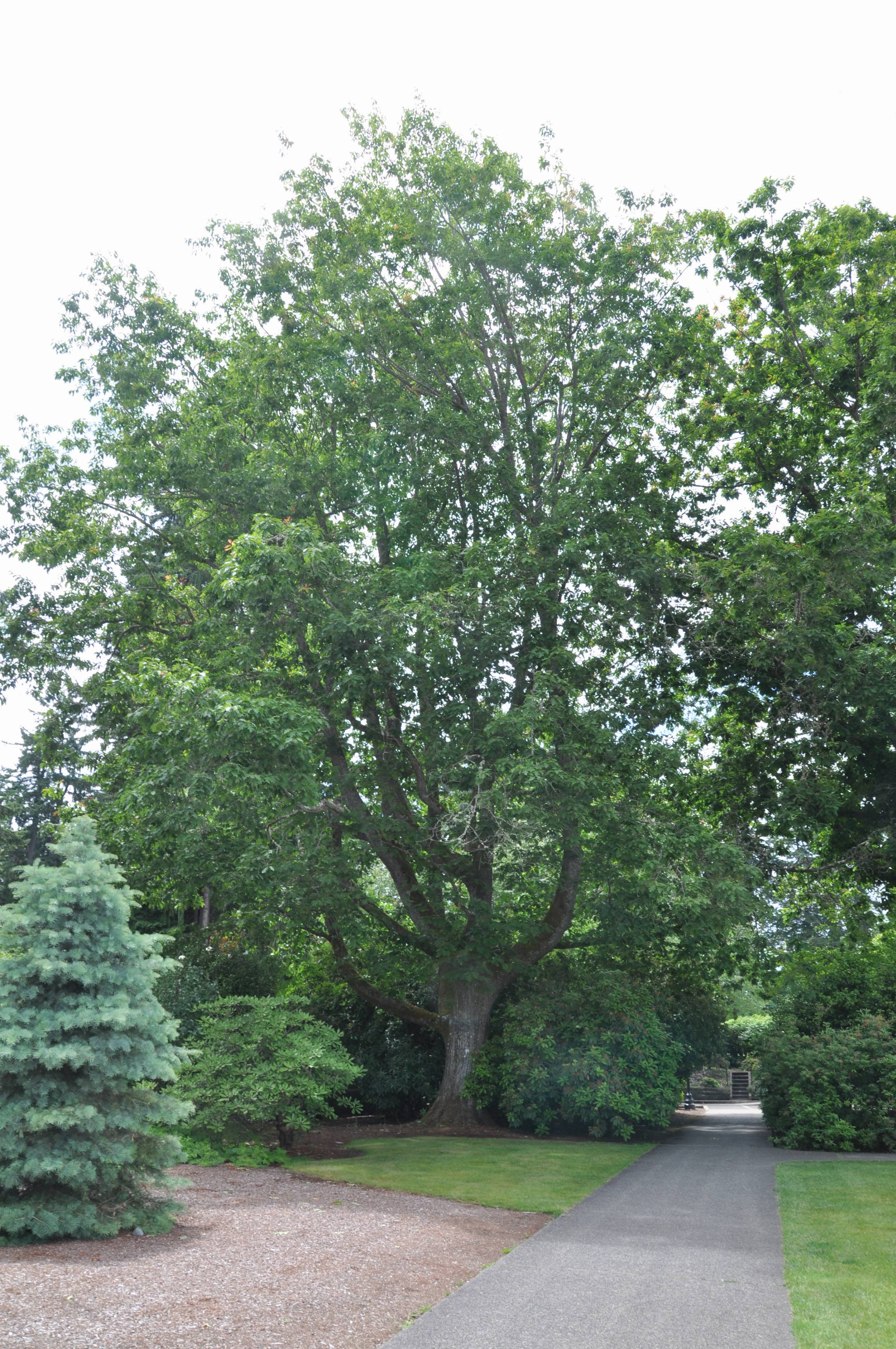 Quercus rubra