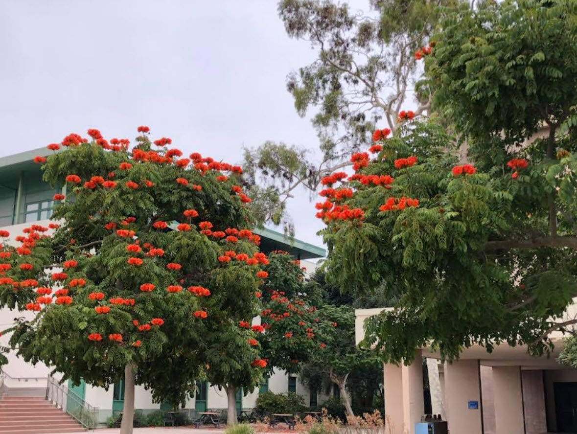 Spathodea campanulata