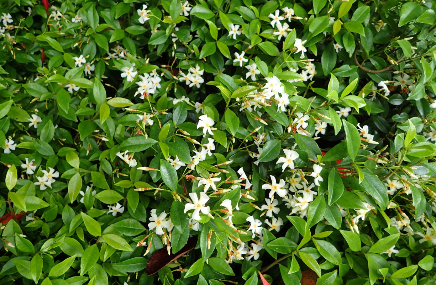 Trachelospermum asiaticum