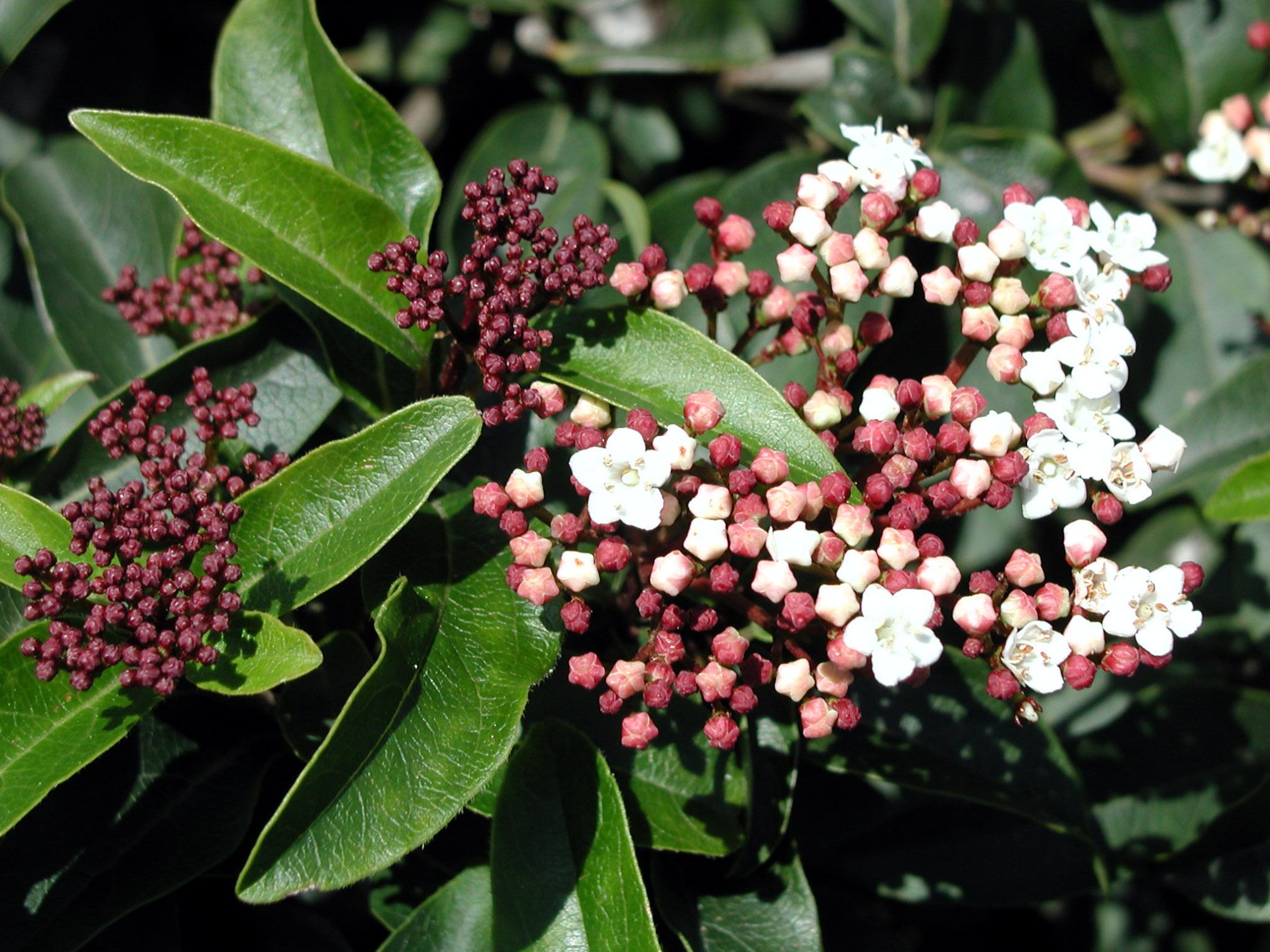 Viburnum tinus 'Spring Bouquet' - Spring Bouquet Viburnum | PlantMaster