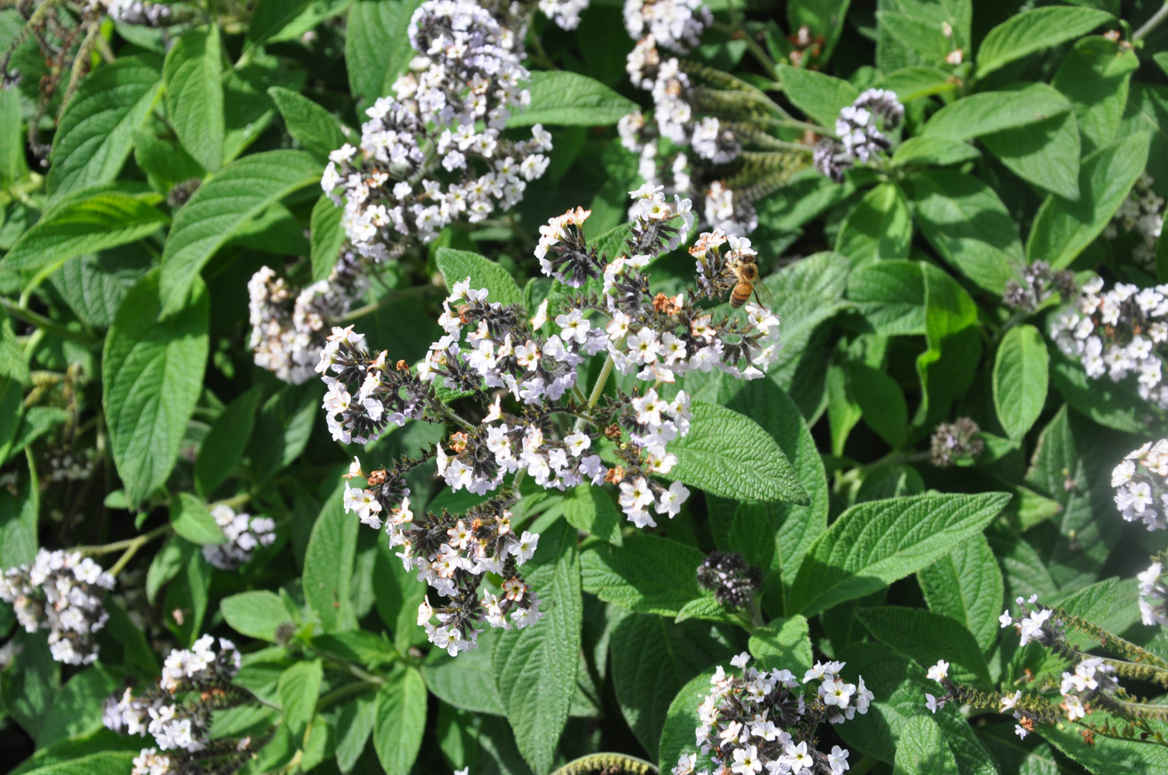 Heliotropium Arborescens Alba