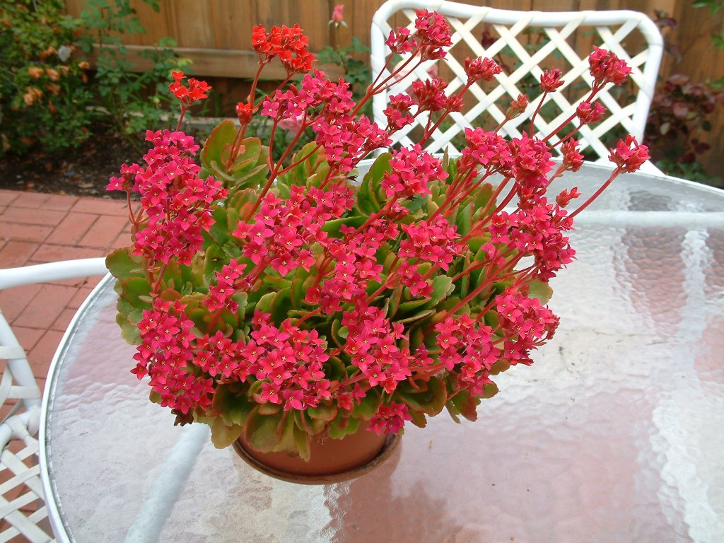 How To Take Care Of A Kalanchoe Blossfeldiana at Catharine Blanco blog